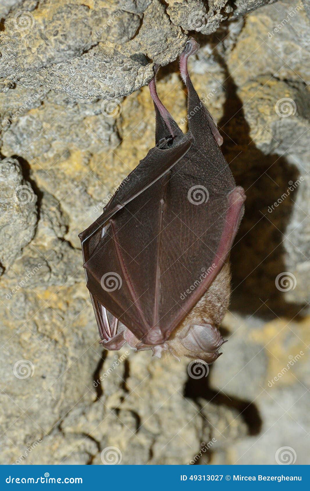 Bat hanging in the cave stock image. Image of nocturnal - 49313027