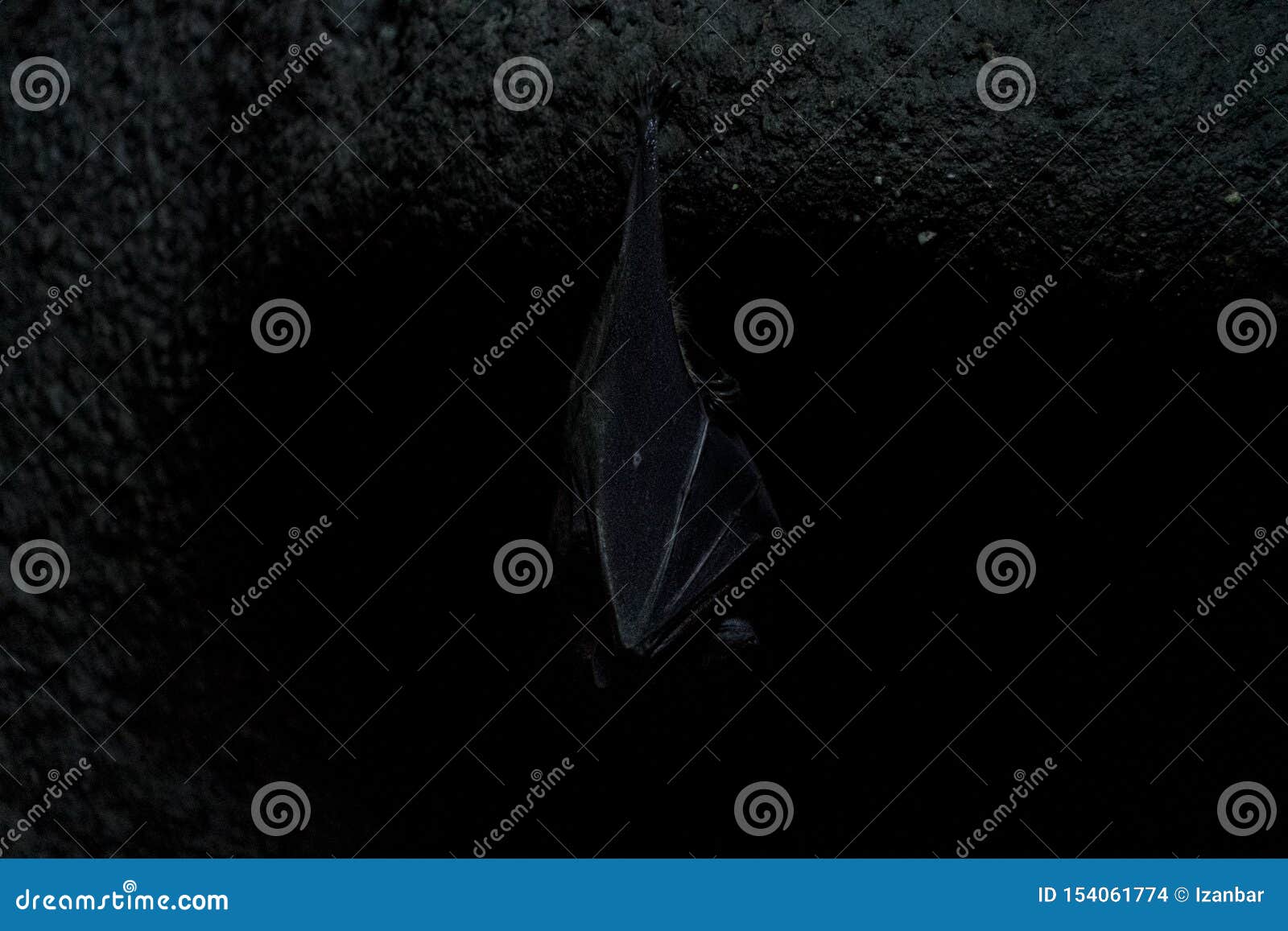 Bat Hanging from Ceiling Inside a Cave Stock Photo - Image of colony ...