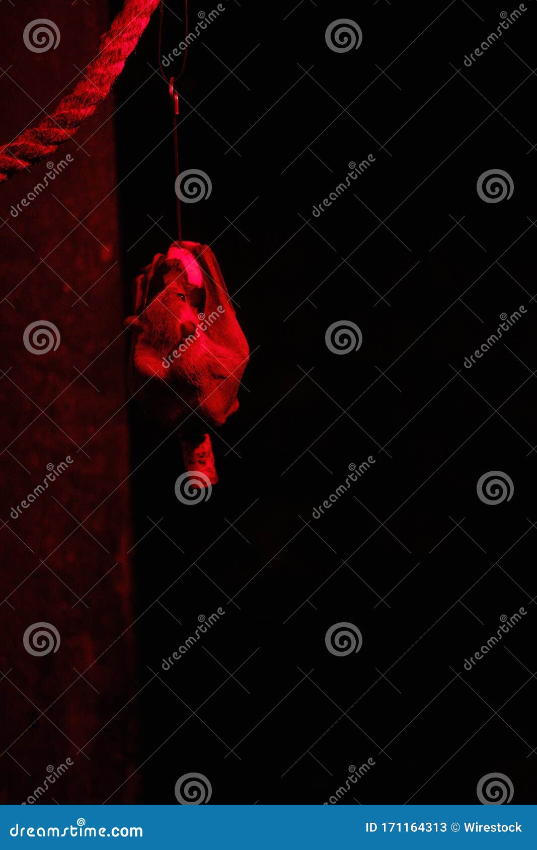 Bat Hanging in a Dark Room with Red Light on it Stock Image - Image of ...
