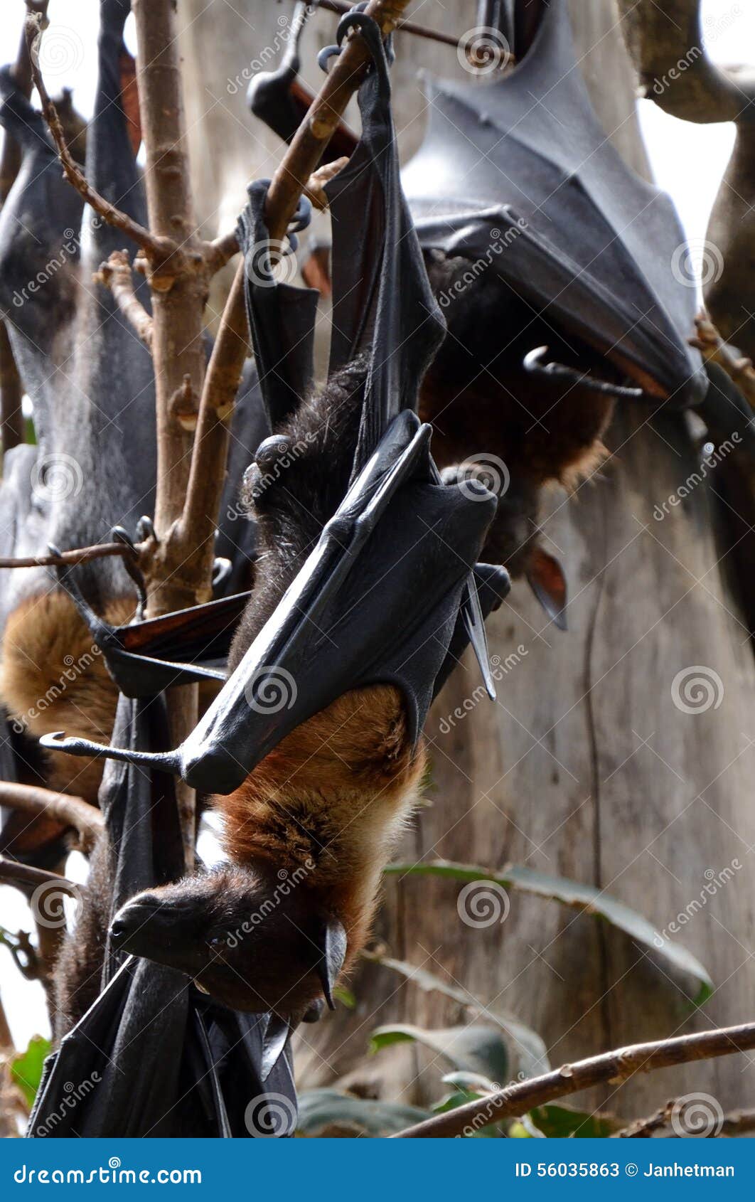 Bat stock image. Image of animal, wild, branch, hanging - 56035863