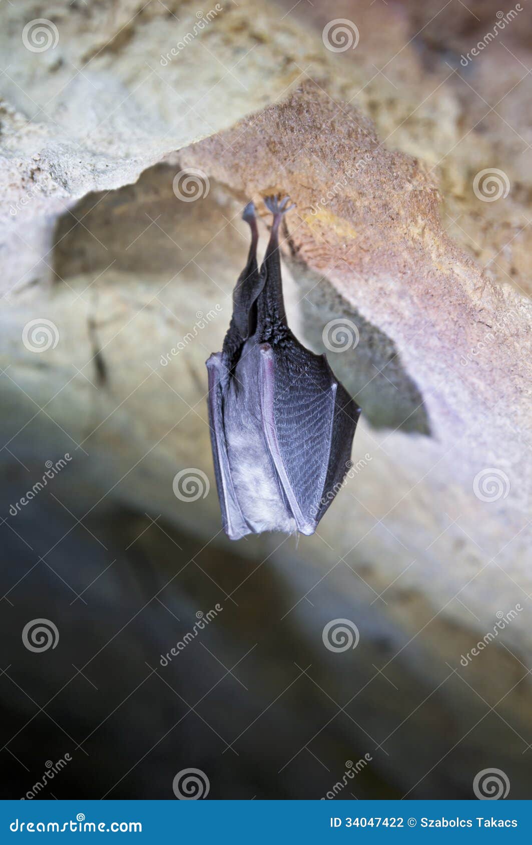 Bat hanging on rock stock photo. Image of mammal, black - 34047422