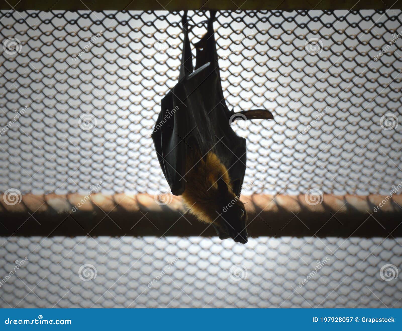 Bat Hanging on Roof in Cage Stock Image - Image of natural, hanging ...