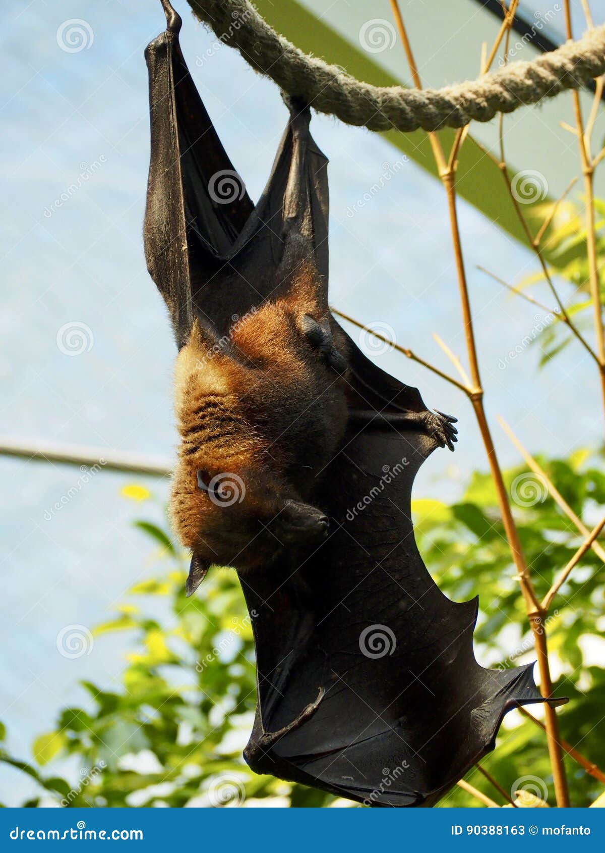Bat hanging stock image. Image of leaf, giant, sleeping - 90388163