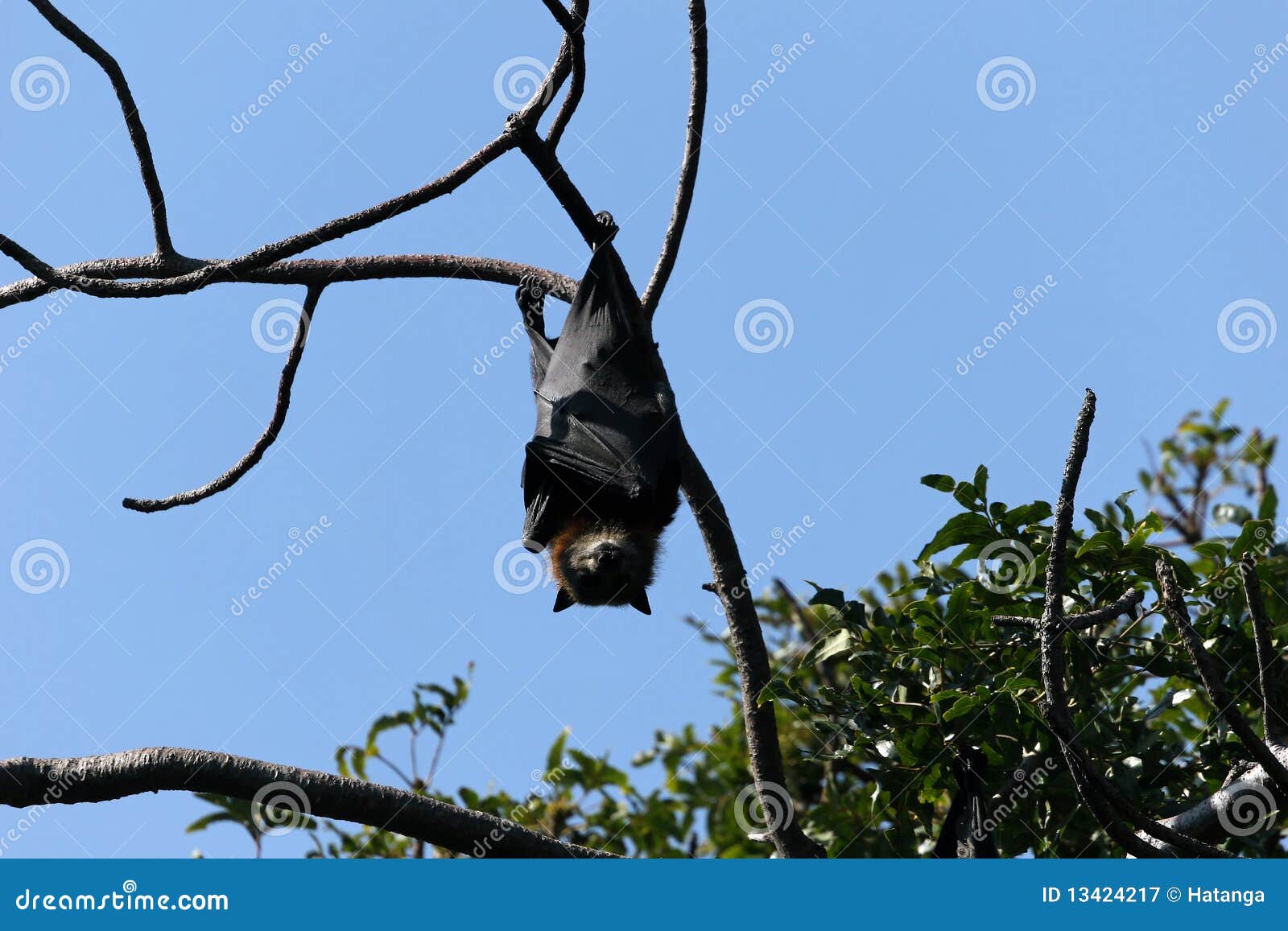 Bat hanging on the tree stock image. Image of mammal - 13424217