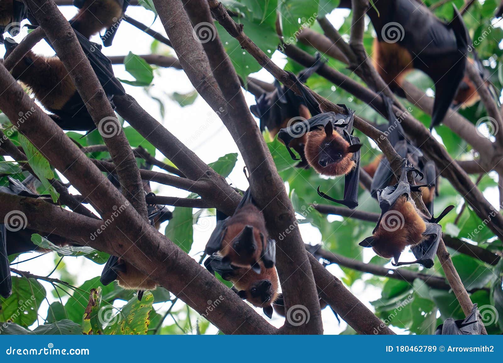 Bat hanging on the tree stock image. Image of leaf, ghost - 180462789