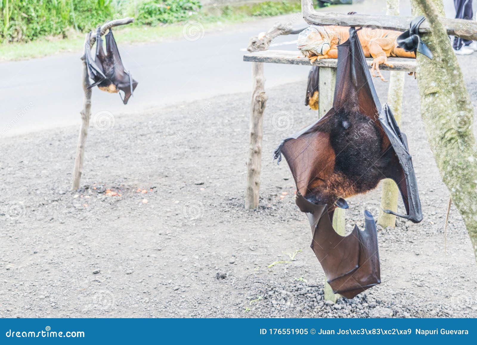 Bat Hanging from the Tree Branch, Indonesia Bat - Also Known As Great ...