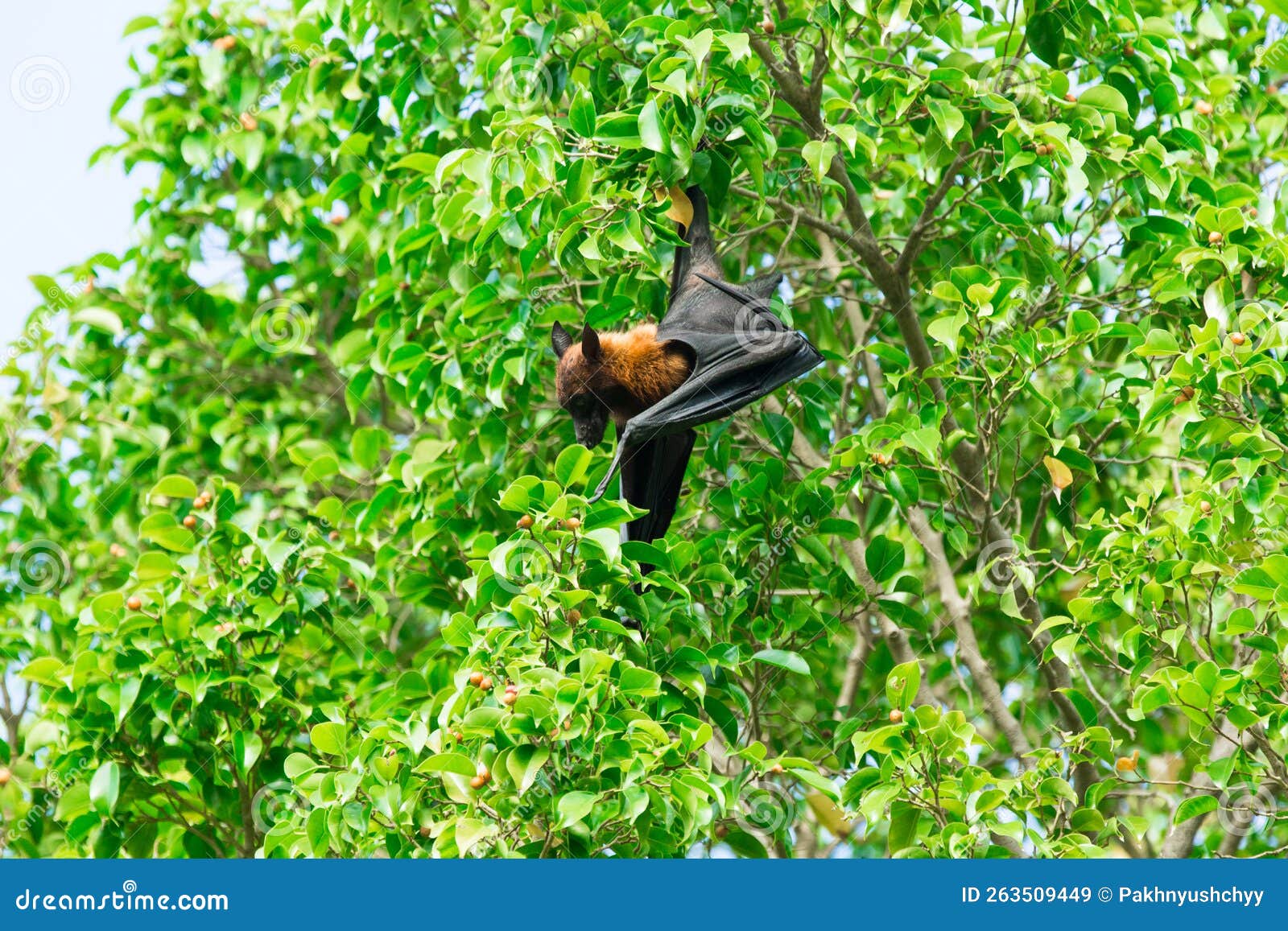 Bat stock image. Image of hanging, kalang, wild, branch - 263509449