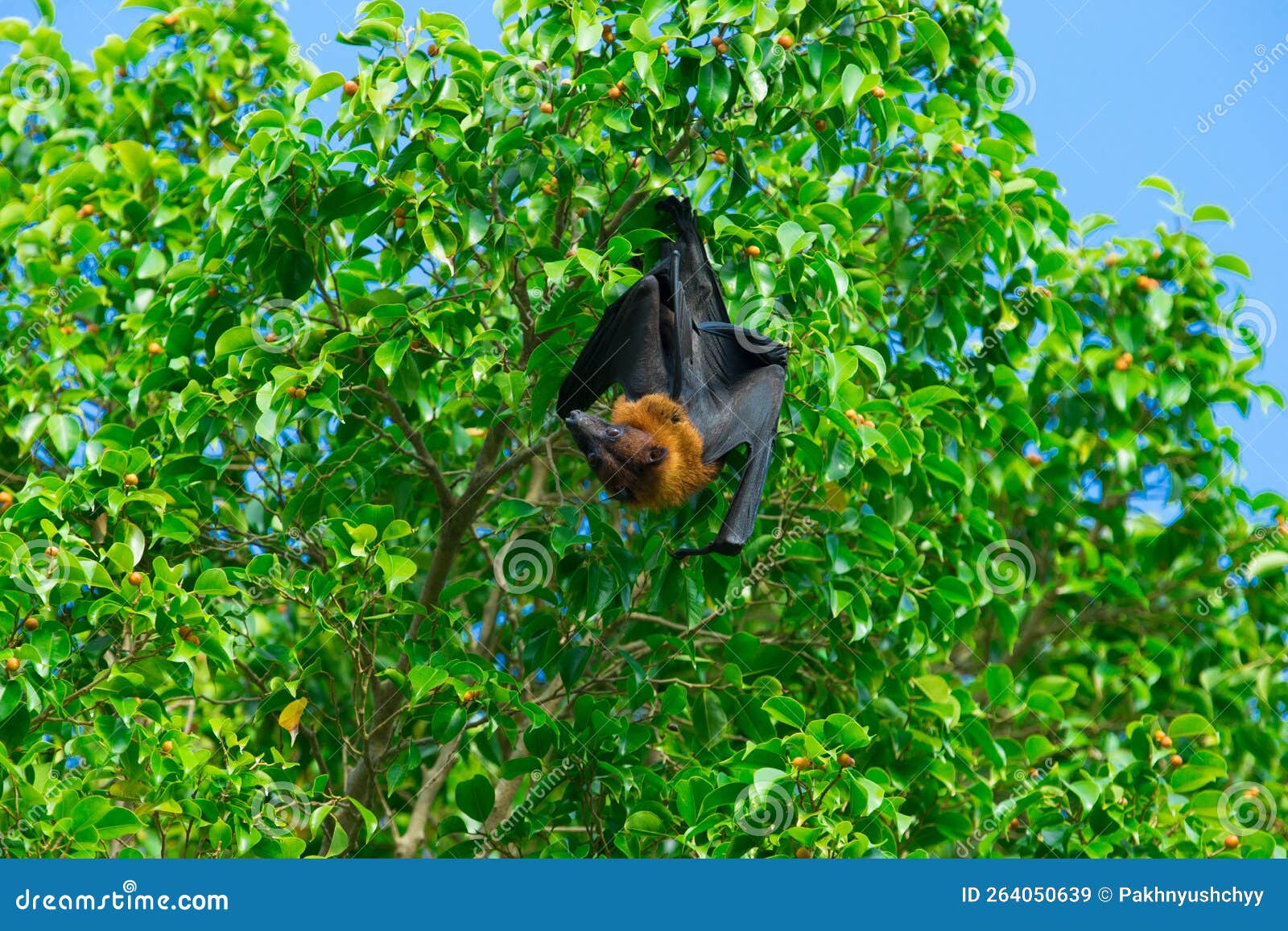 Bat Hanging on a Tree Branch Stock Image - Image of hanging, large ...