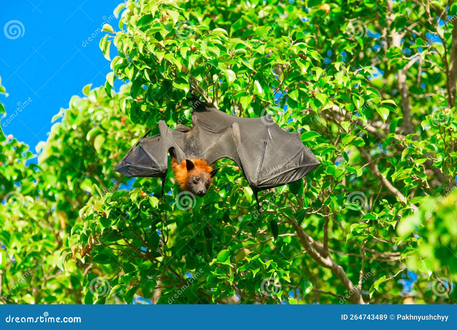 Bat stock image. Image of wild, black, sleeping, branch - 264743489