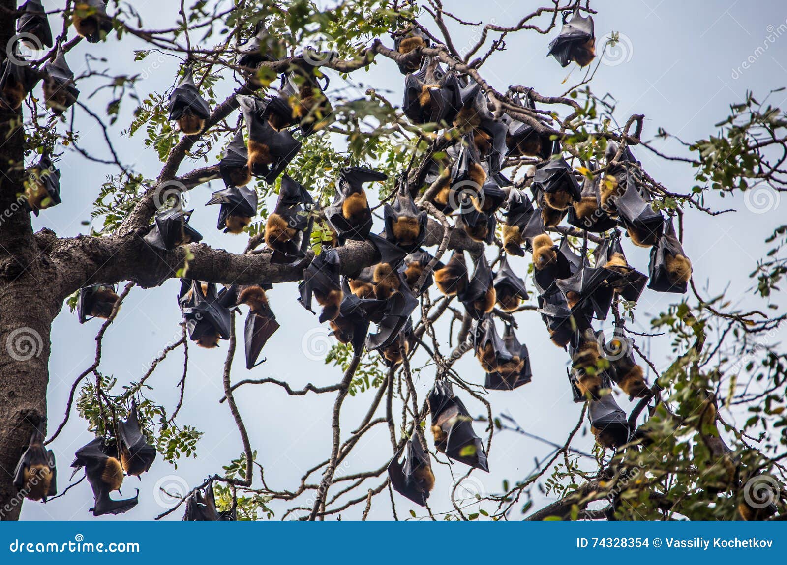 Bat Hanging on a Tree Branch Malayan Stock Photo - Image of kakadu ...