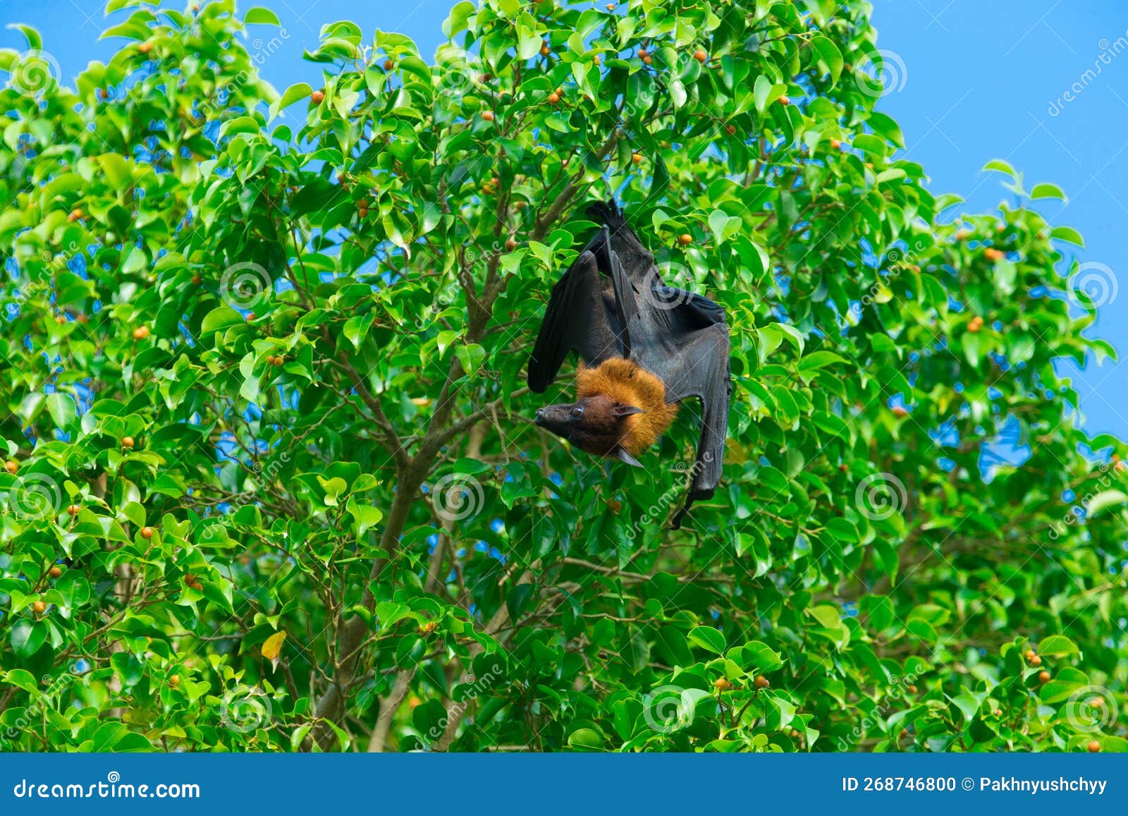 Bat Hanging on a Tree Branch Stock Photo - Image of wrapped, mega ...