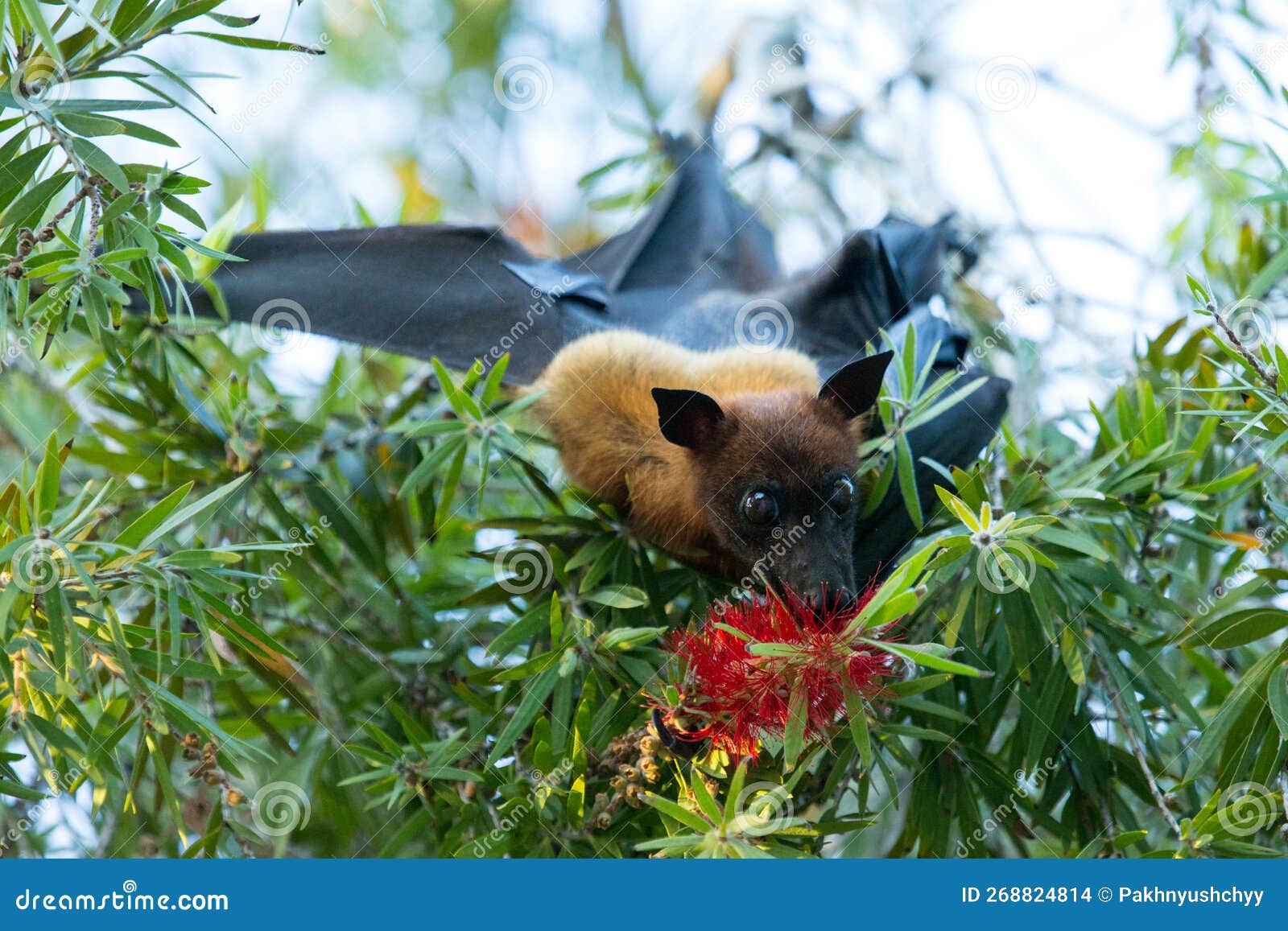 Bat Hanging on a Tree Branch Stock Photo - Image of malaysia, black ...