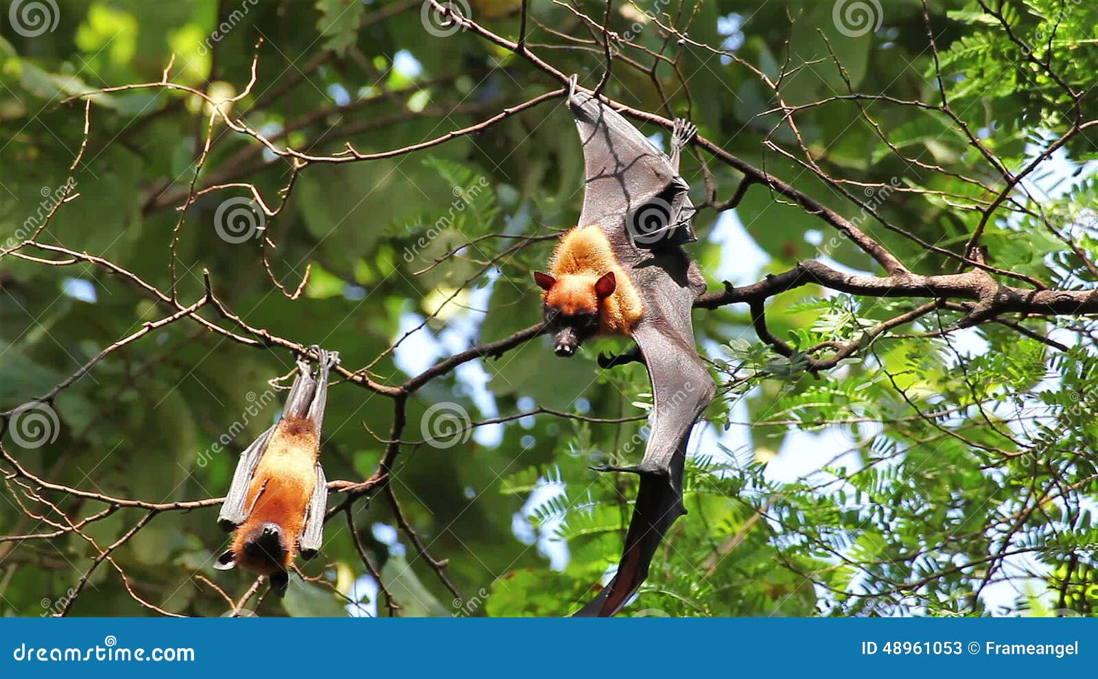 Bat Hanging on a Tree Branch Malayan Bat or Lyle S Flying Fox Science ...