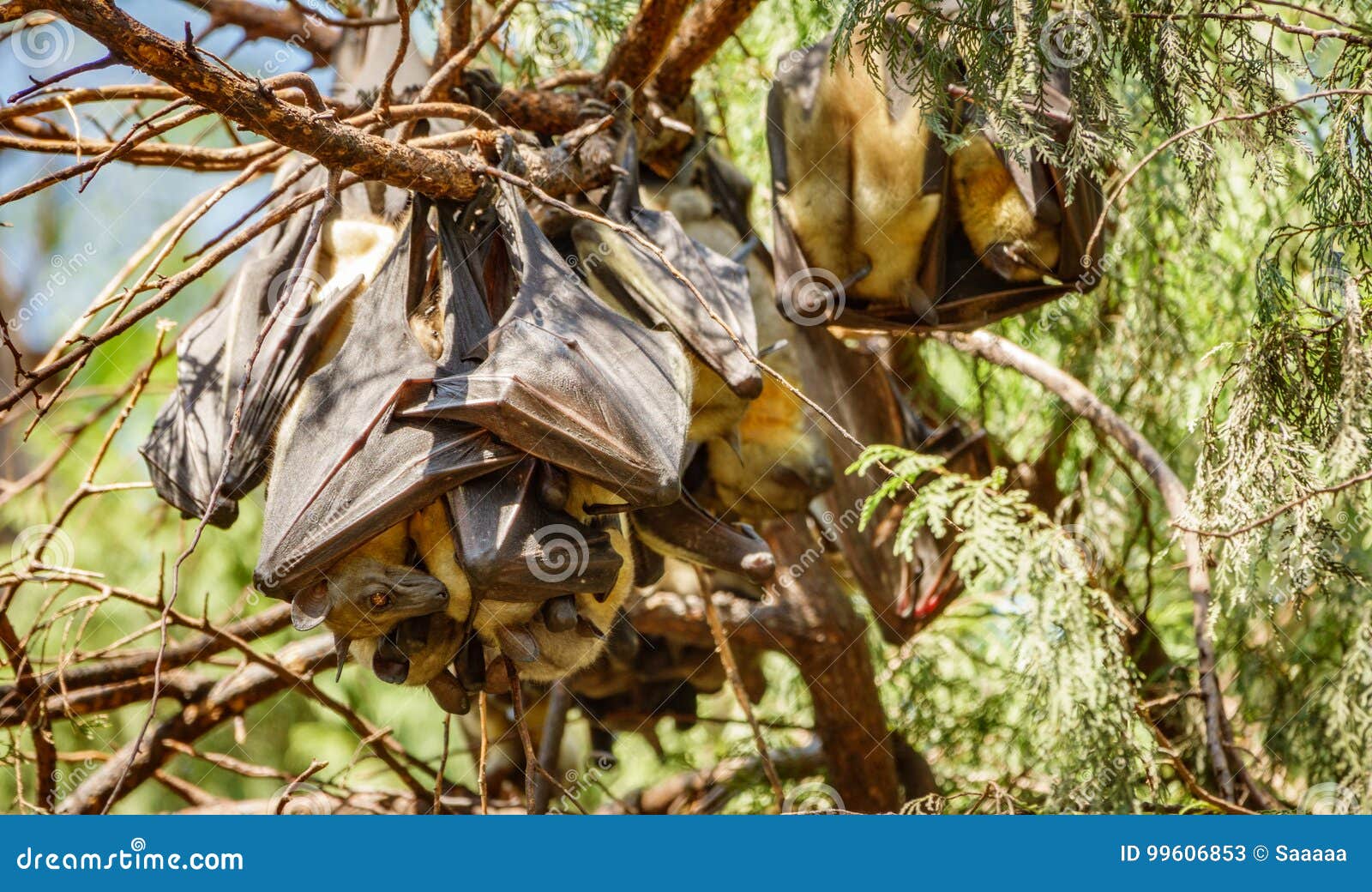 Bat hanging on tree branch stock image. Image of halloween - 99606853