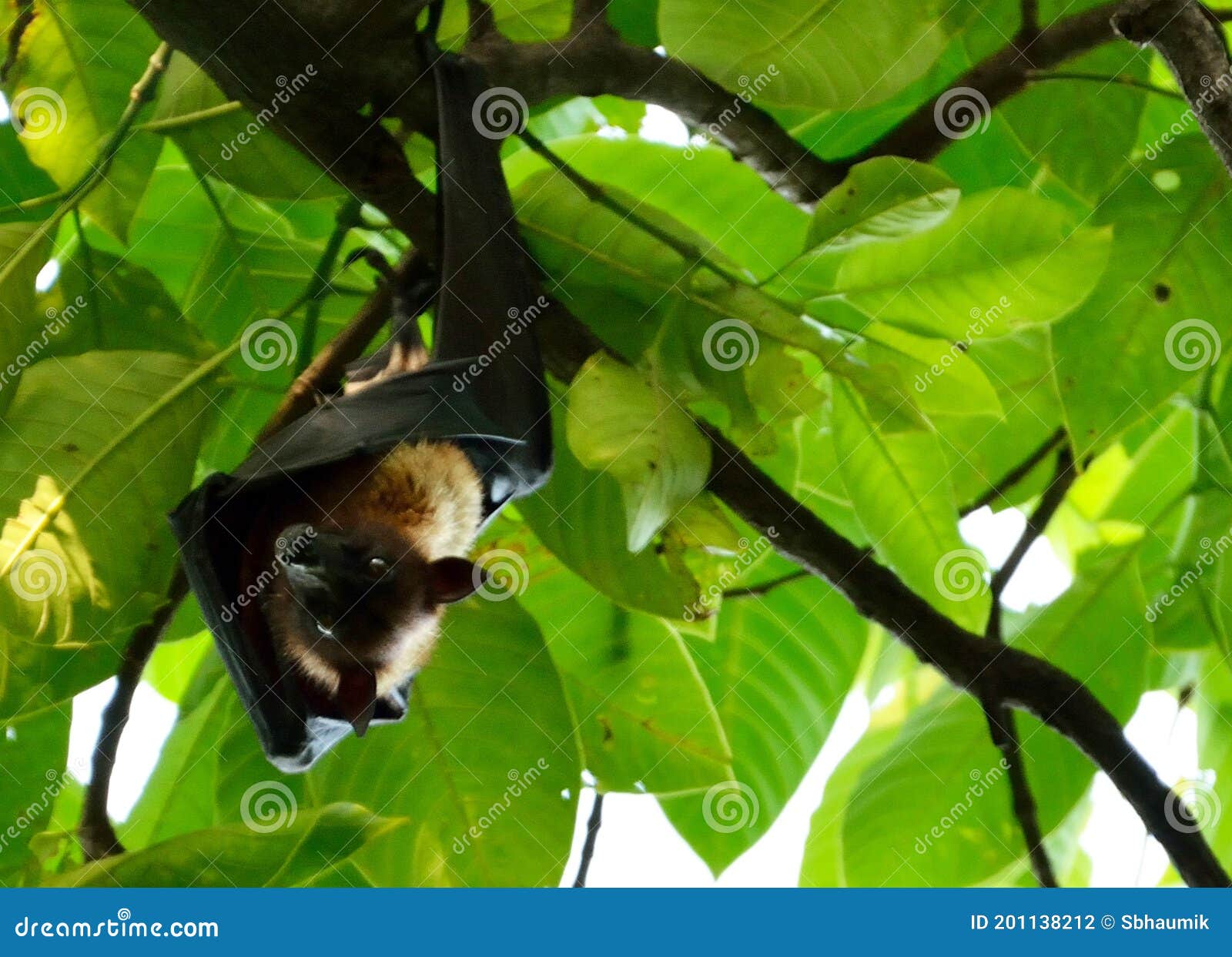 Bat hanging on tree stock photo. Image of resting, relaxation - 201138212