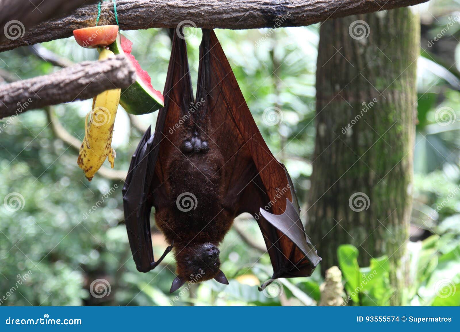 Bat Flittermouse Flier Flyer Rearmouse Royalty-Free Stock Image ...