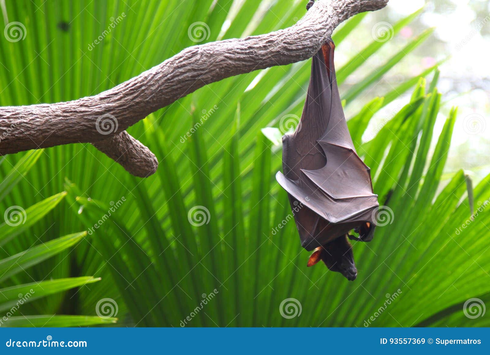 Bat is Hanging on a Tree Branch, Singapore Stock Image - Image of ...