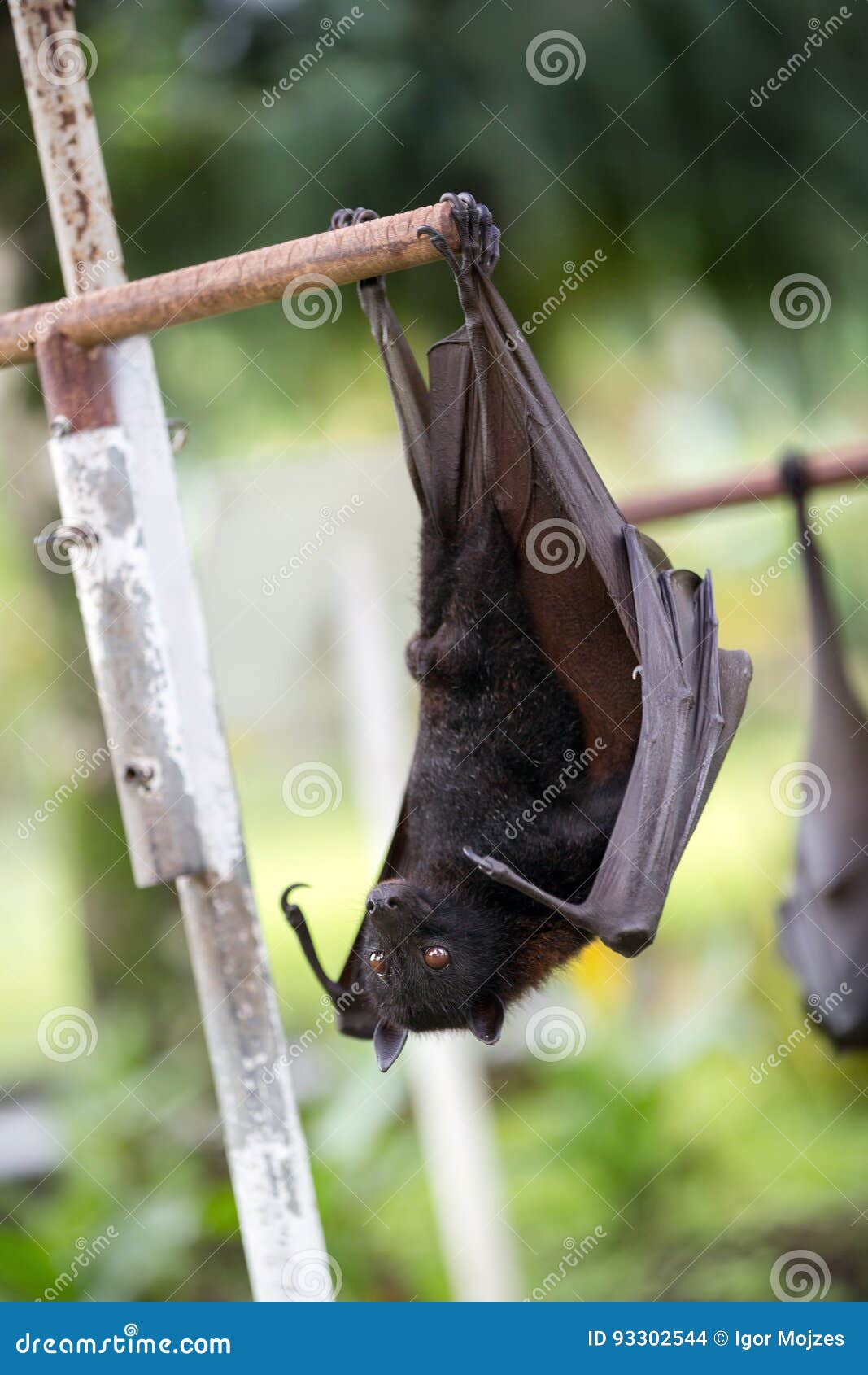 Bat Hanging on a Tree Branch Stock Photo - Image of batman, group: 93302544