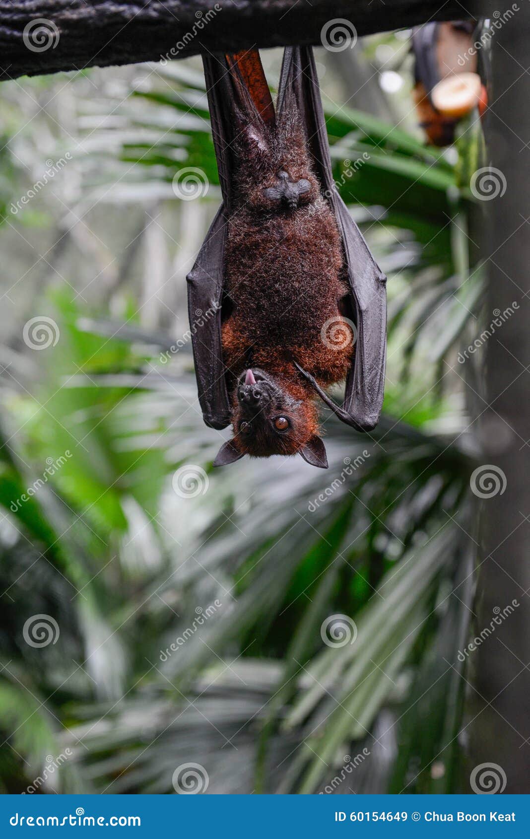 Bat Hanging on a Tree Branche Stock Image - Image of head, nature: 60154649