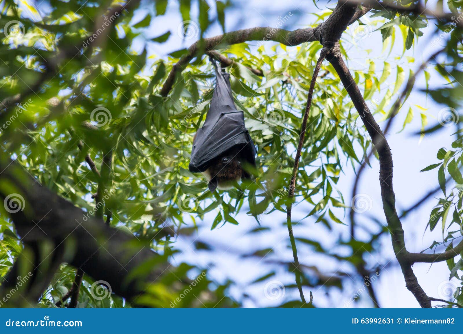 A bat hanging on the tree stock image. Image of national - 63992631