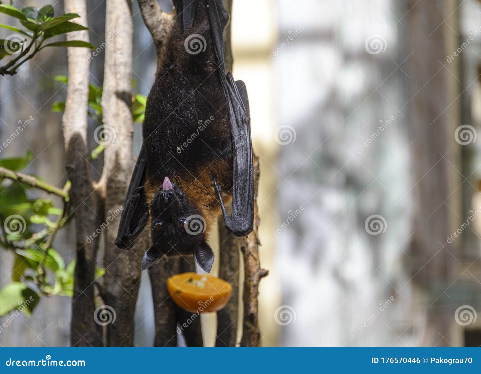 Bat hanging on a tree stock photo. Image of wing, leaf - 176570446