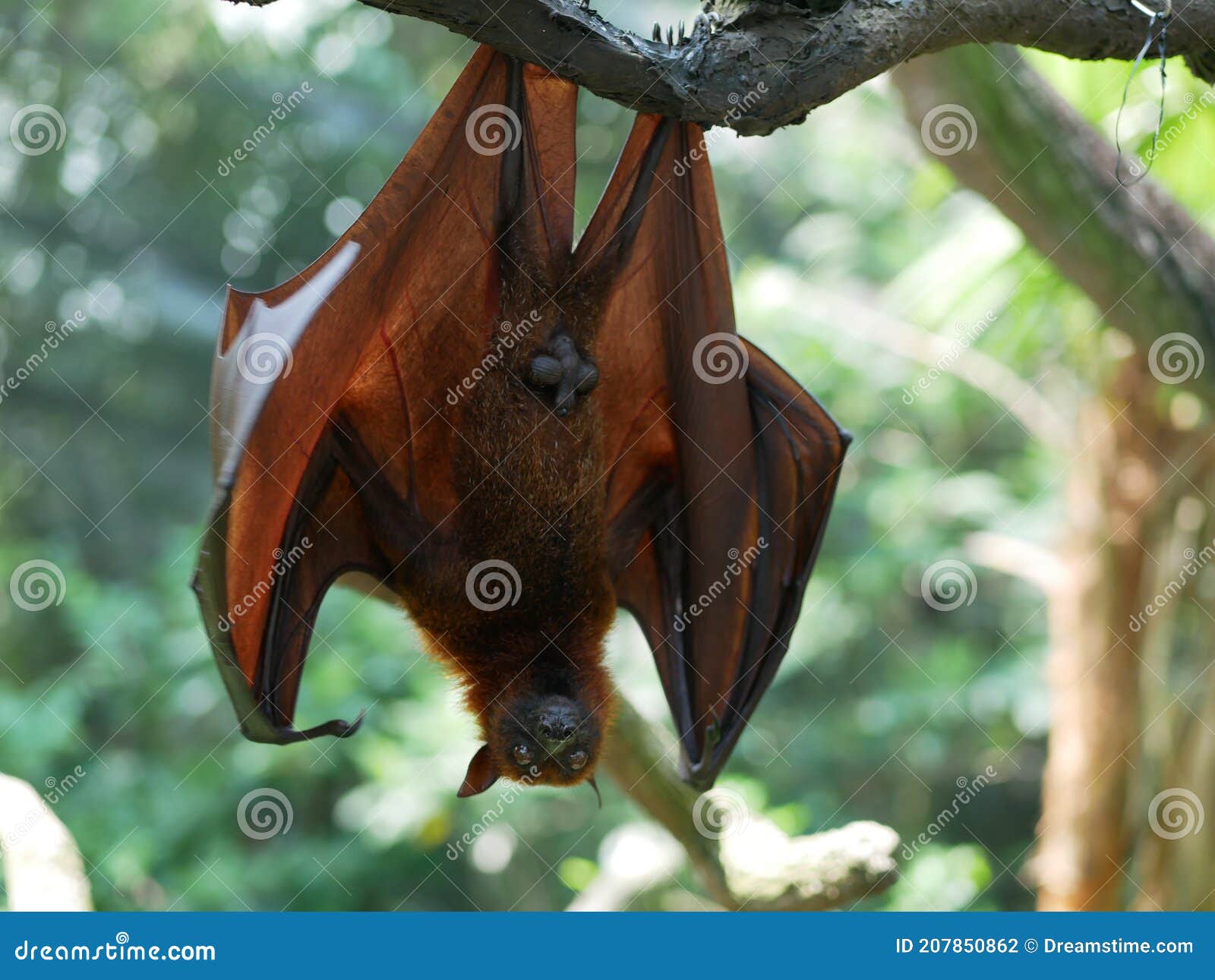 Bat Hangs from Tree Branch Exposed Stock Photo - Image of wing, leaf ...