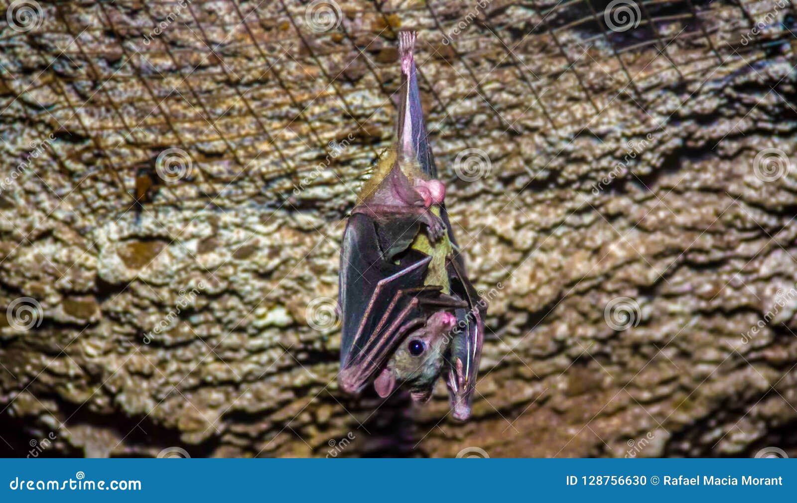 A bat in her habitat stock photo. Image of natural, beautiful - 128756630