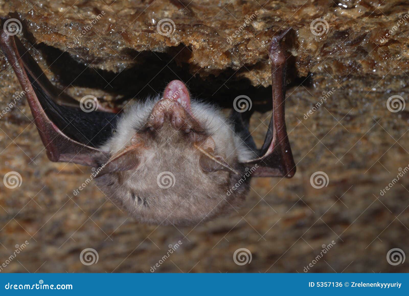 Bat holding on a wall stock photo. Image of animal, wing - 5357136