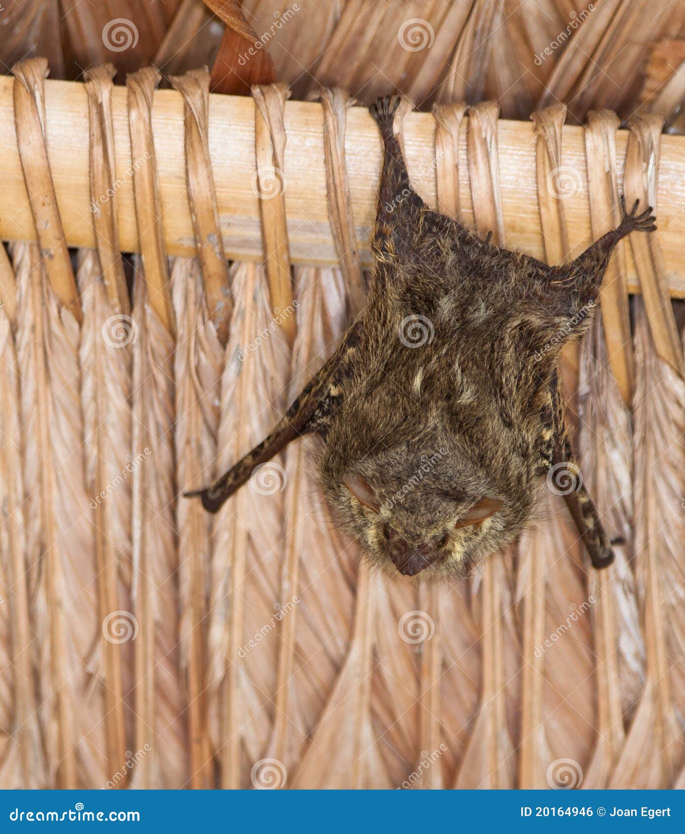 A bat on a hutÂ´s roof stock photo. Image of inca, andes - 20164946