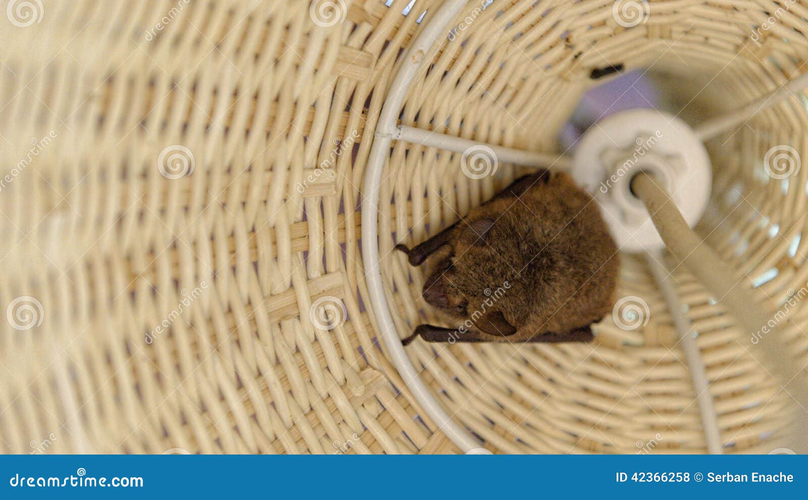 Bat inside wicker lamp stock photo. Image of wing, furry - 42366258