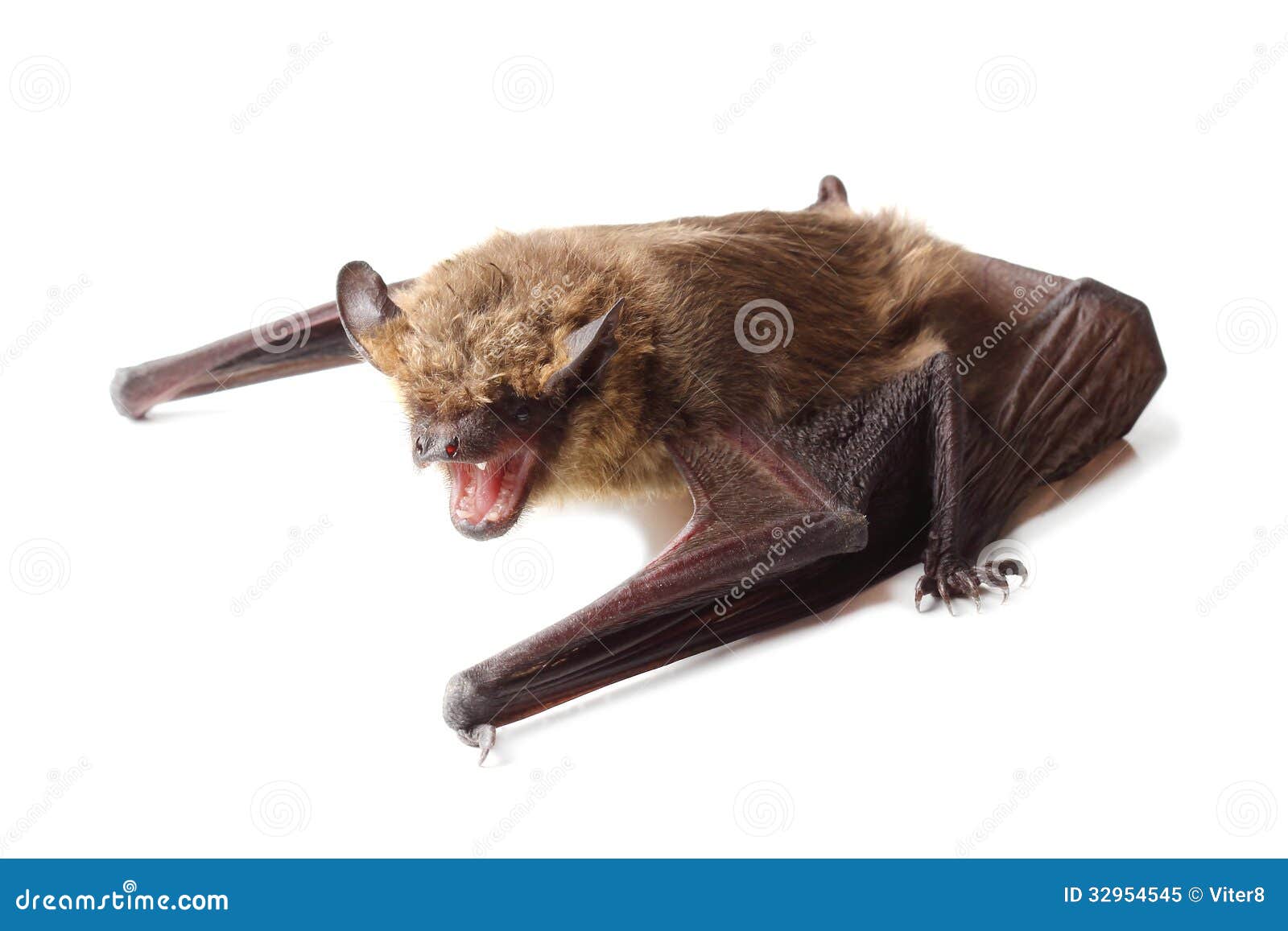 Bat isolated on white stock image. Image of mammal, flying - 32954545