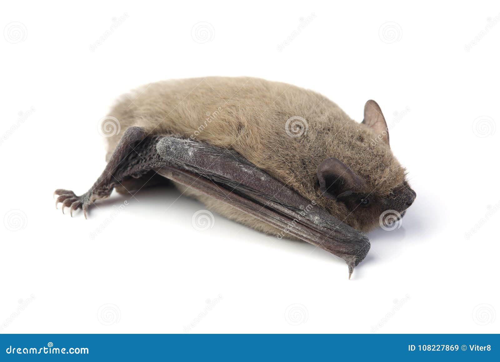 Bat isolated on white stock image. Image of nature, white - 108227869