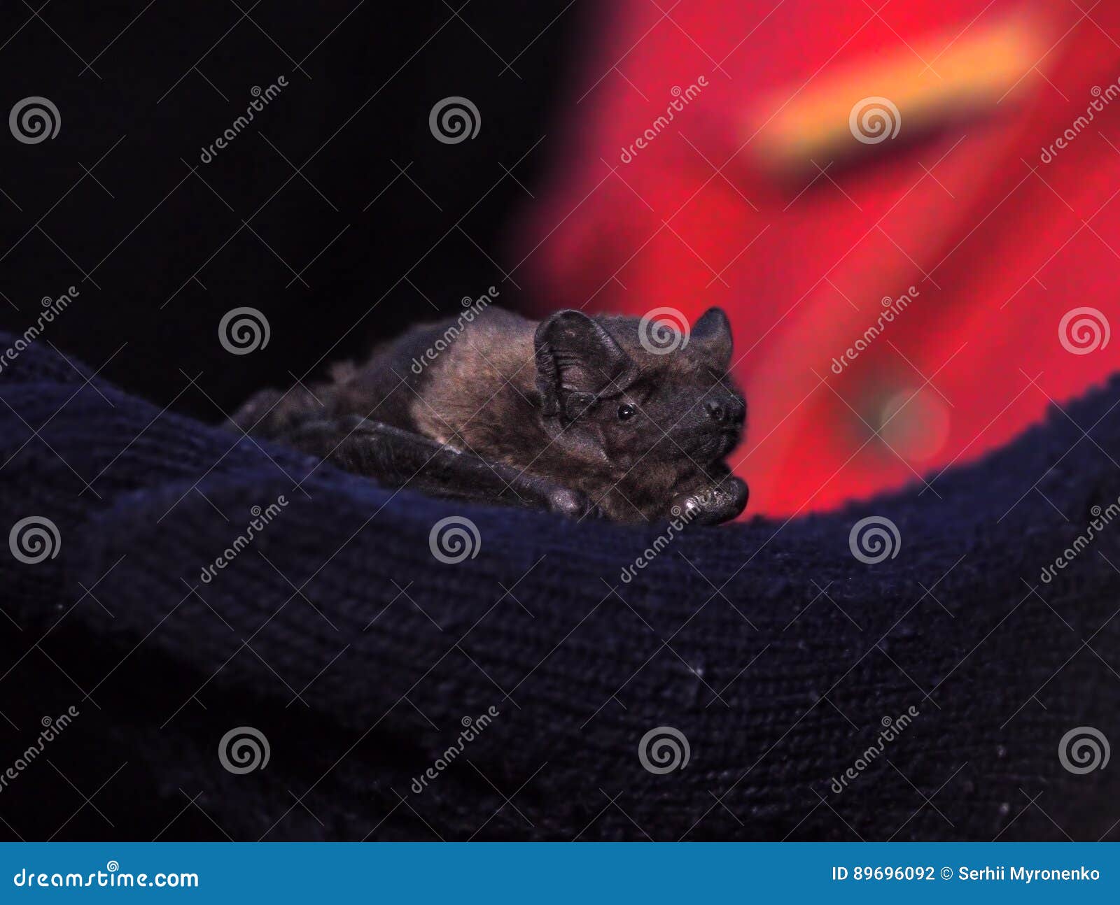 Bat Laying at the Human`s Hand Stock Photo - Image of flying, claw ...