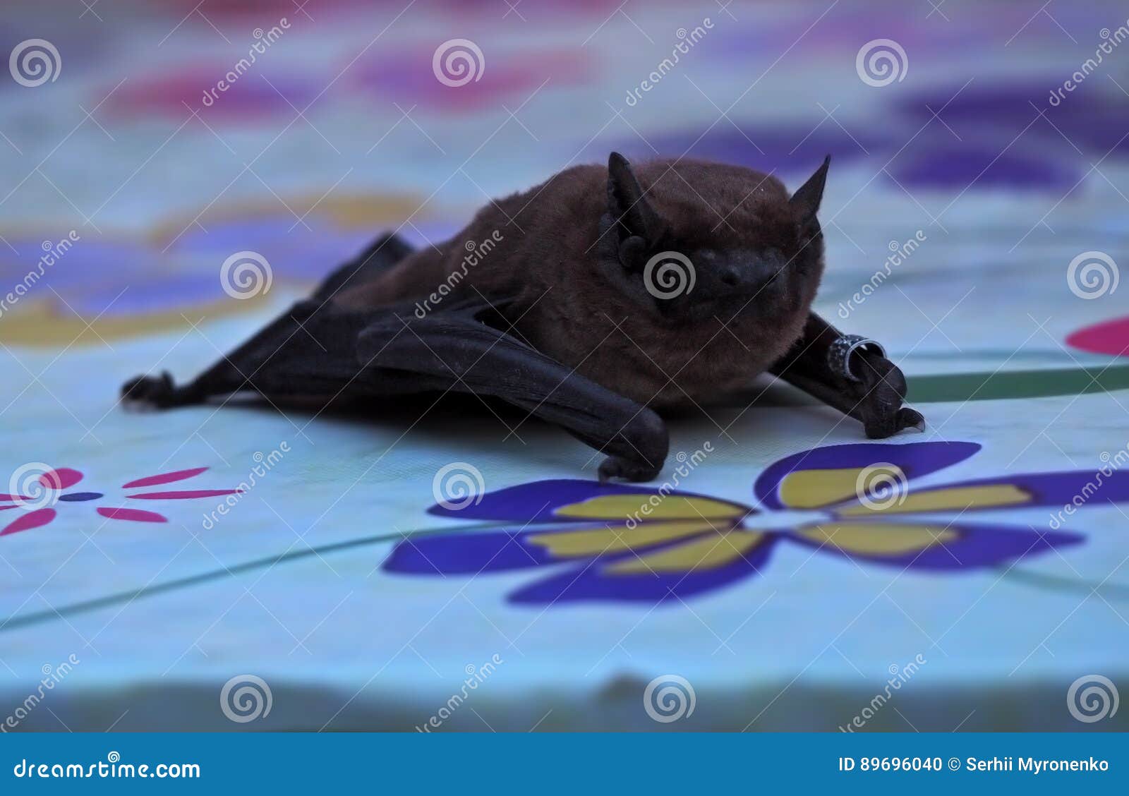 Bat Laying at Table Close-up and Looking at Camera Stock Photo - Image ...