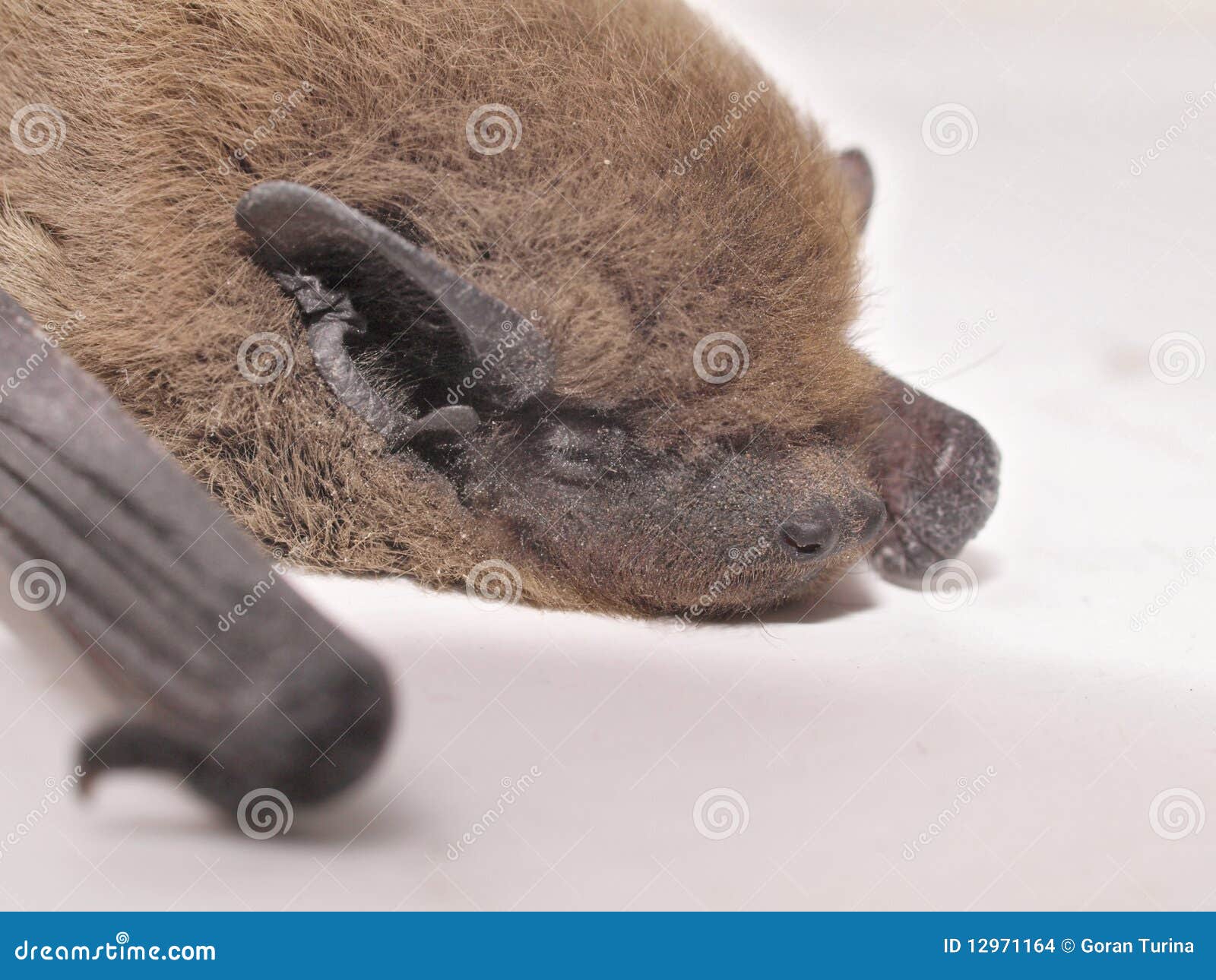 Bat macro stock photo. Image of sleeping, hibernation - 12971164