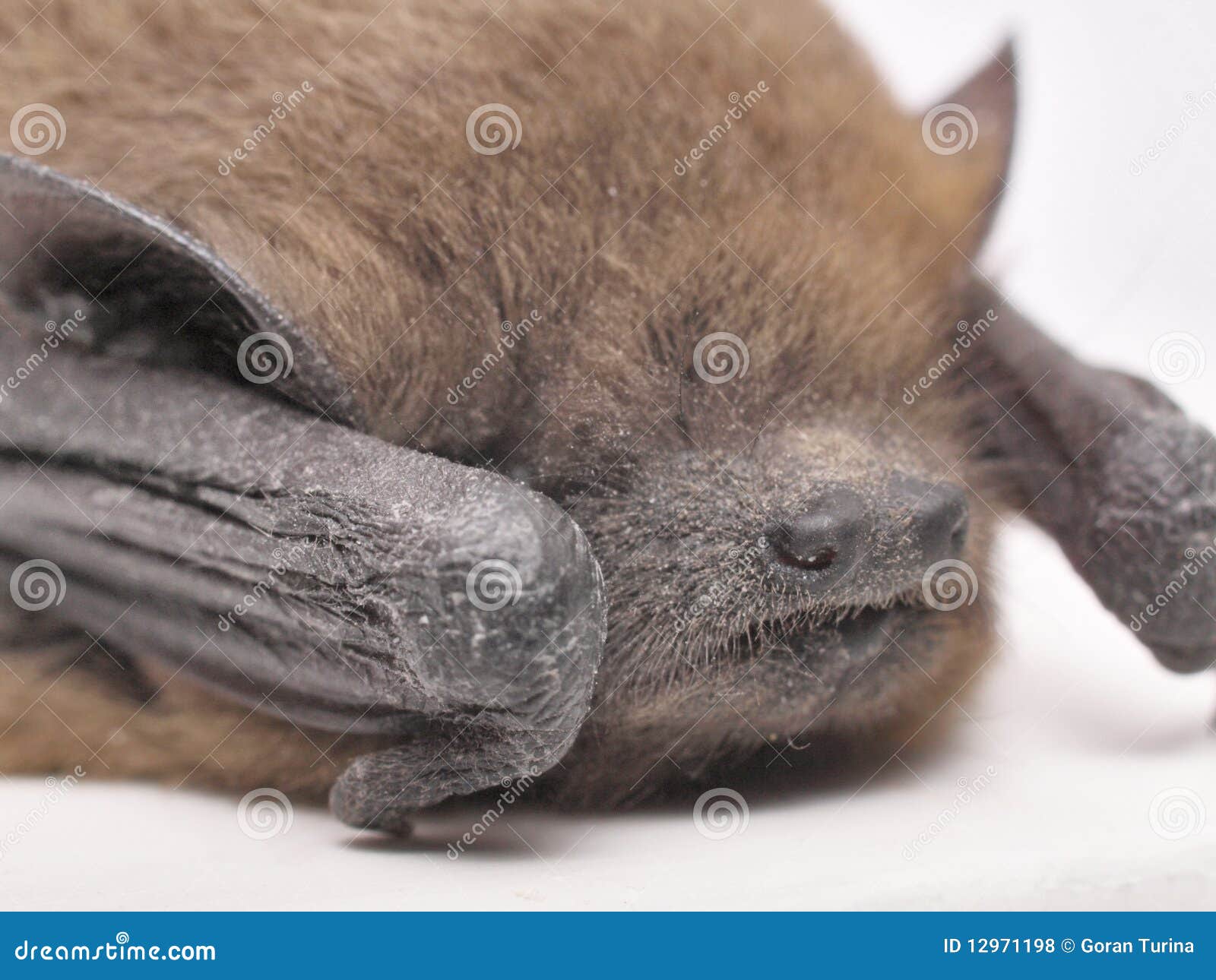 Bat macro stock photo. Image of sweet, winter, hibernation - 12971198