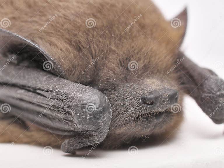Bat macro stock photo. Image of sweet, winter, hibernation - 12971198