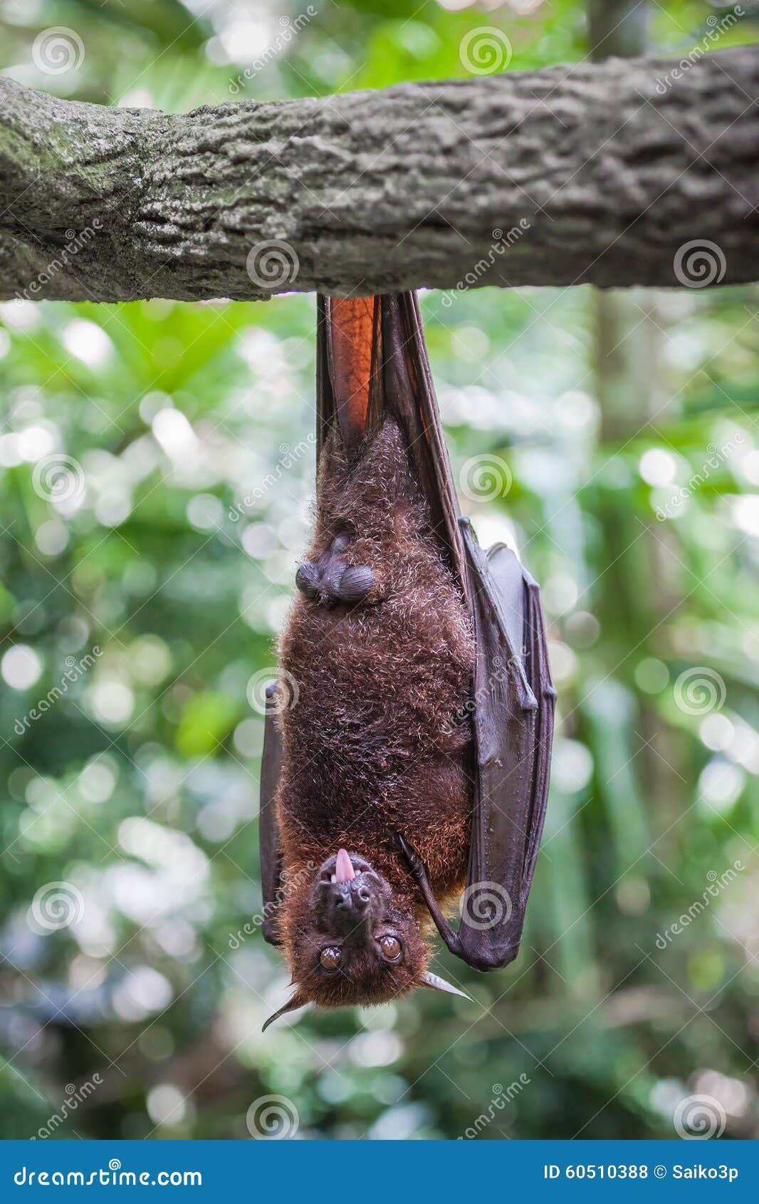 Bat stock photo. Image of hanging, epauletted, animal - 60510388