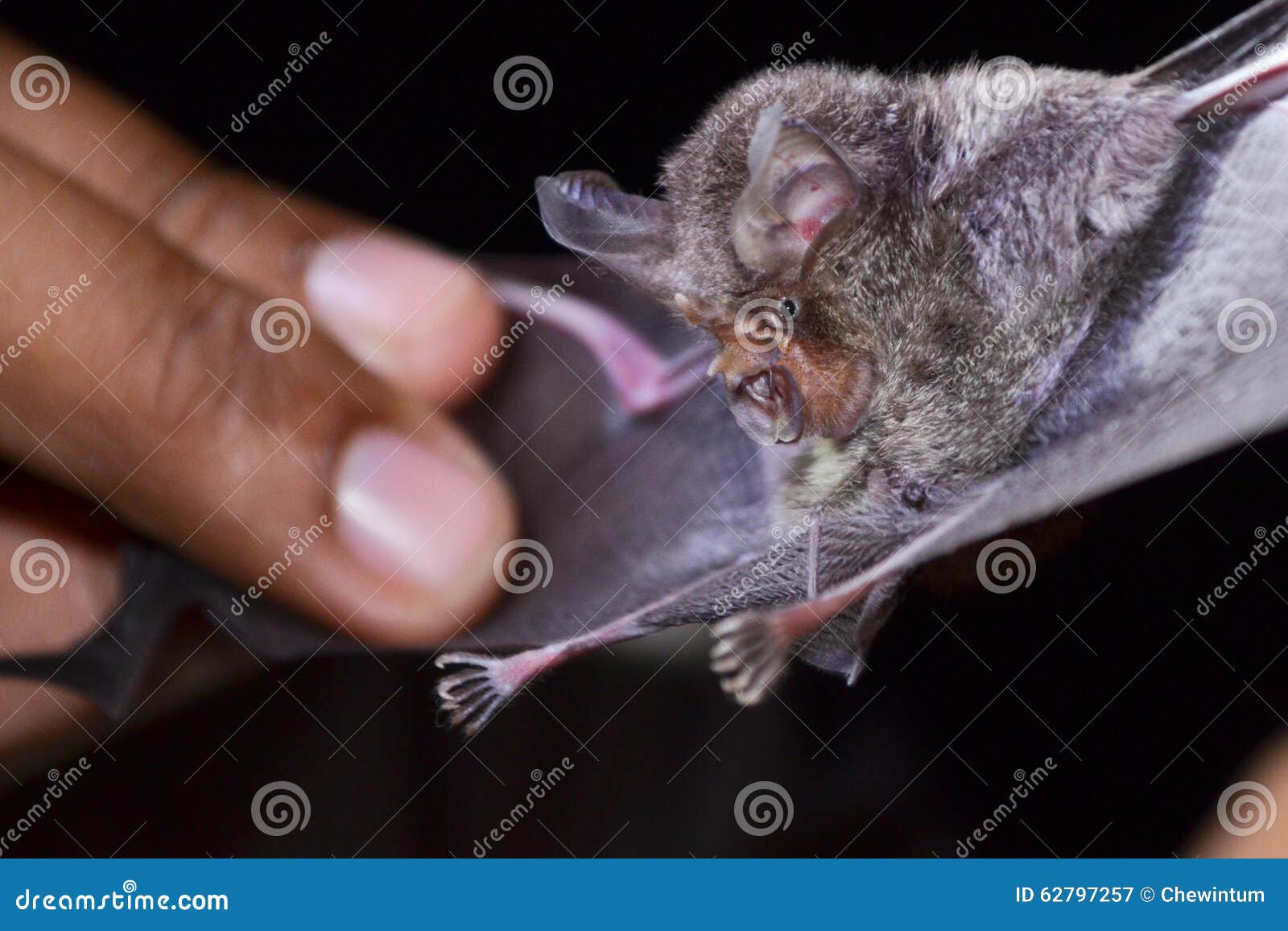 Bat is mammal and call stock image. Image of asian, flight - 62797257
