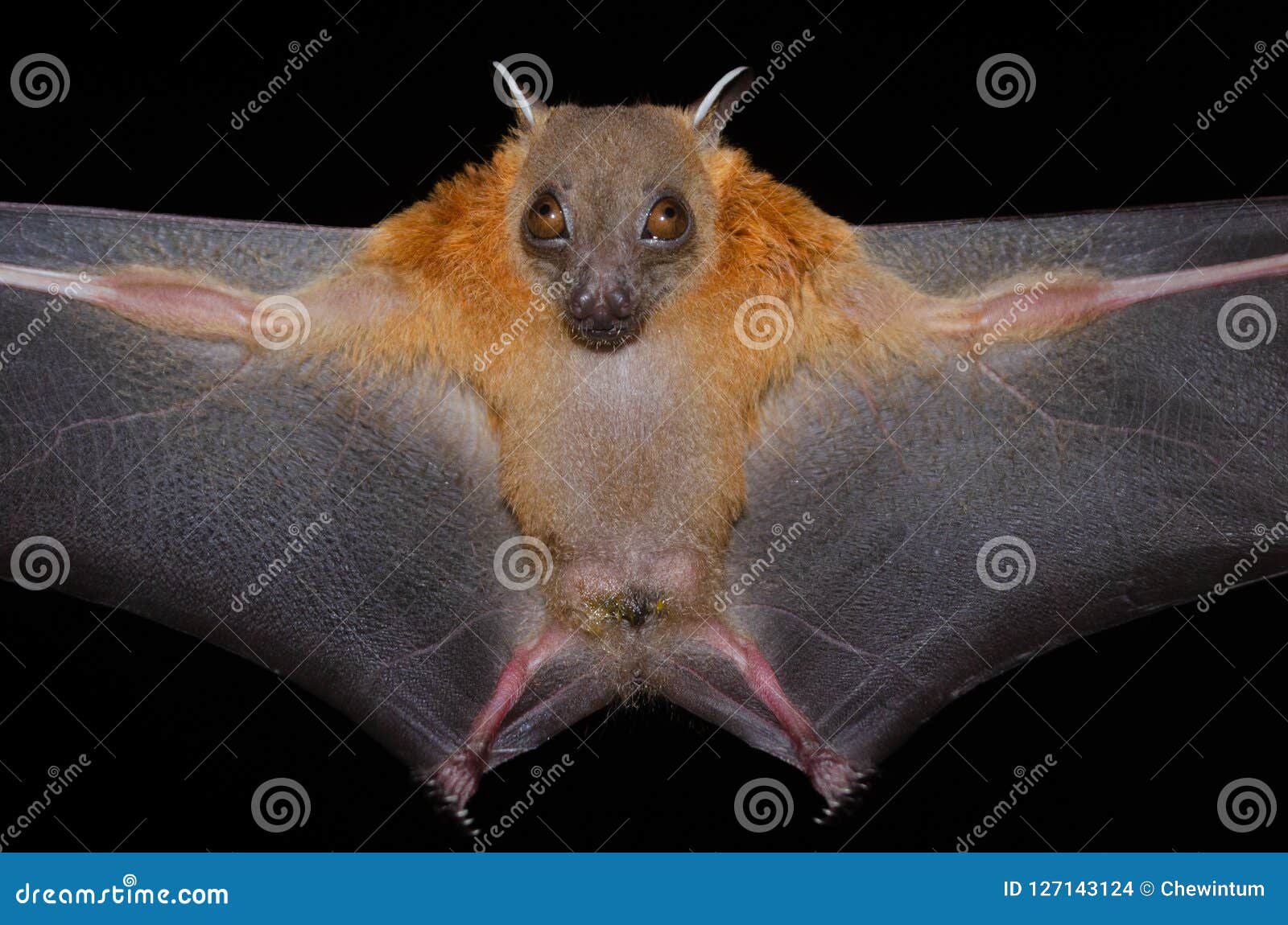 Bat is mammal and call stock photo. Image of wilderness - 127143124
