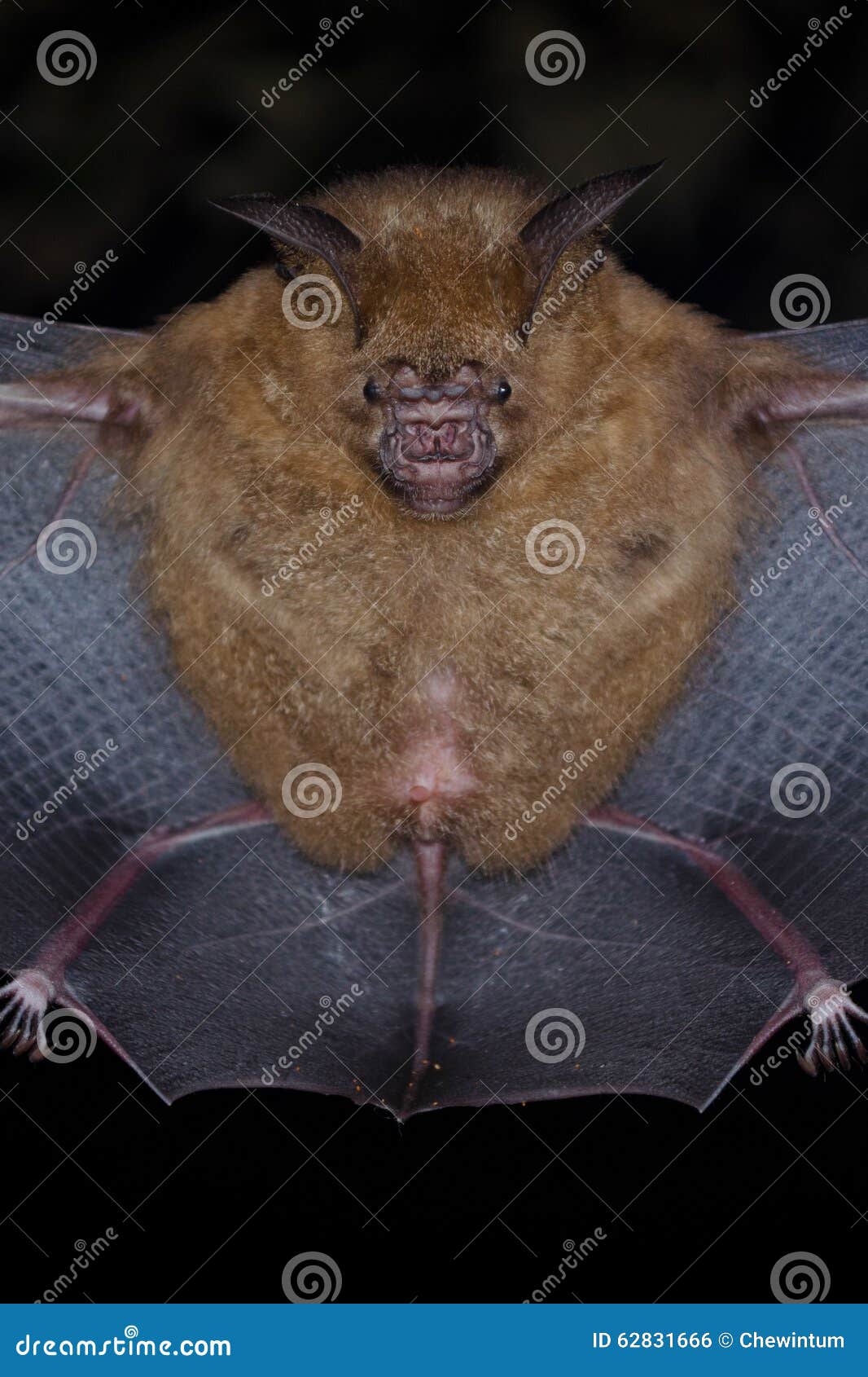 Bat is mammal and call stock photo. Image of giganteus - 62831666