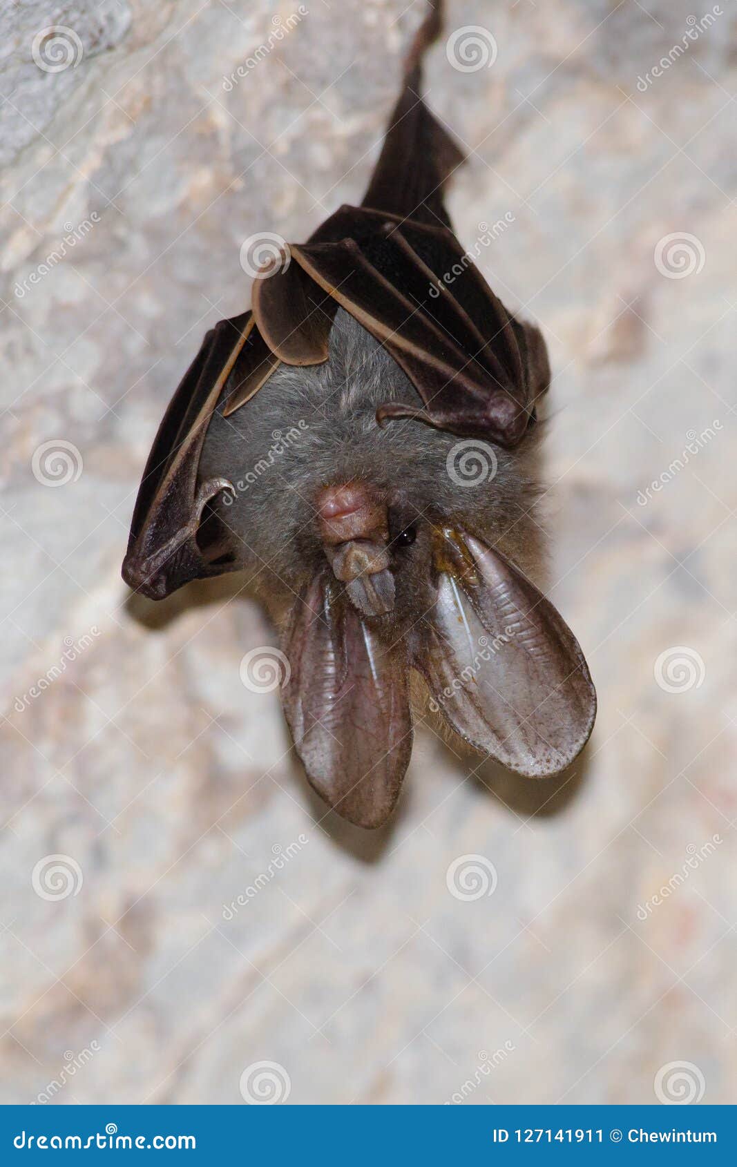 Bat is mammal and call stock image. Image of fruit, dark - 127141911