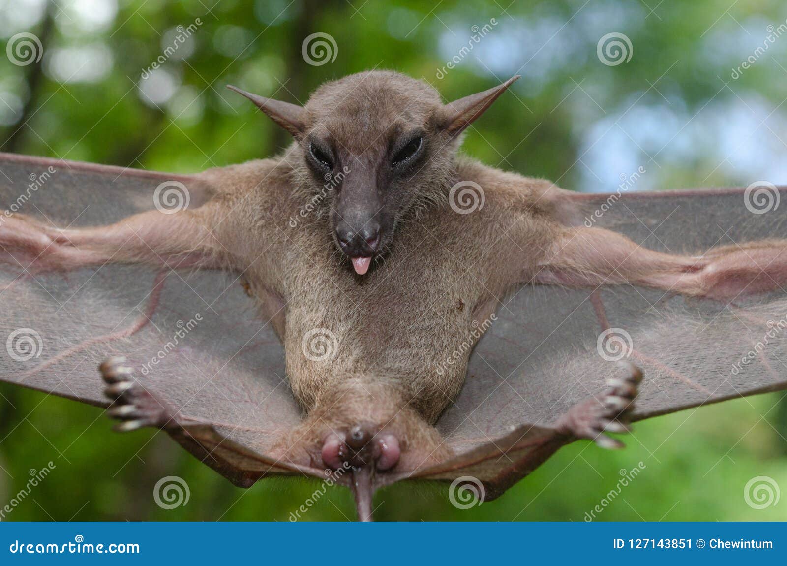 Bat is mammal and call stock image. Image of batman - 127143851
