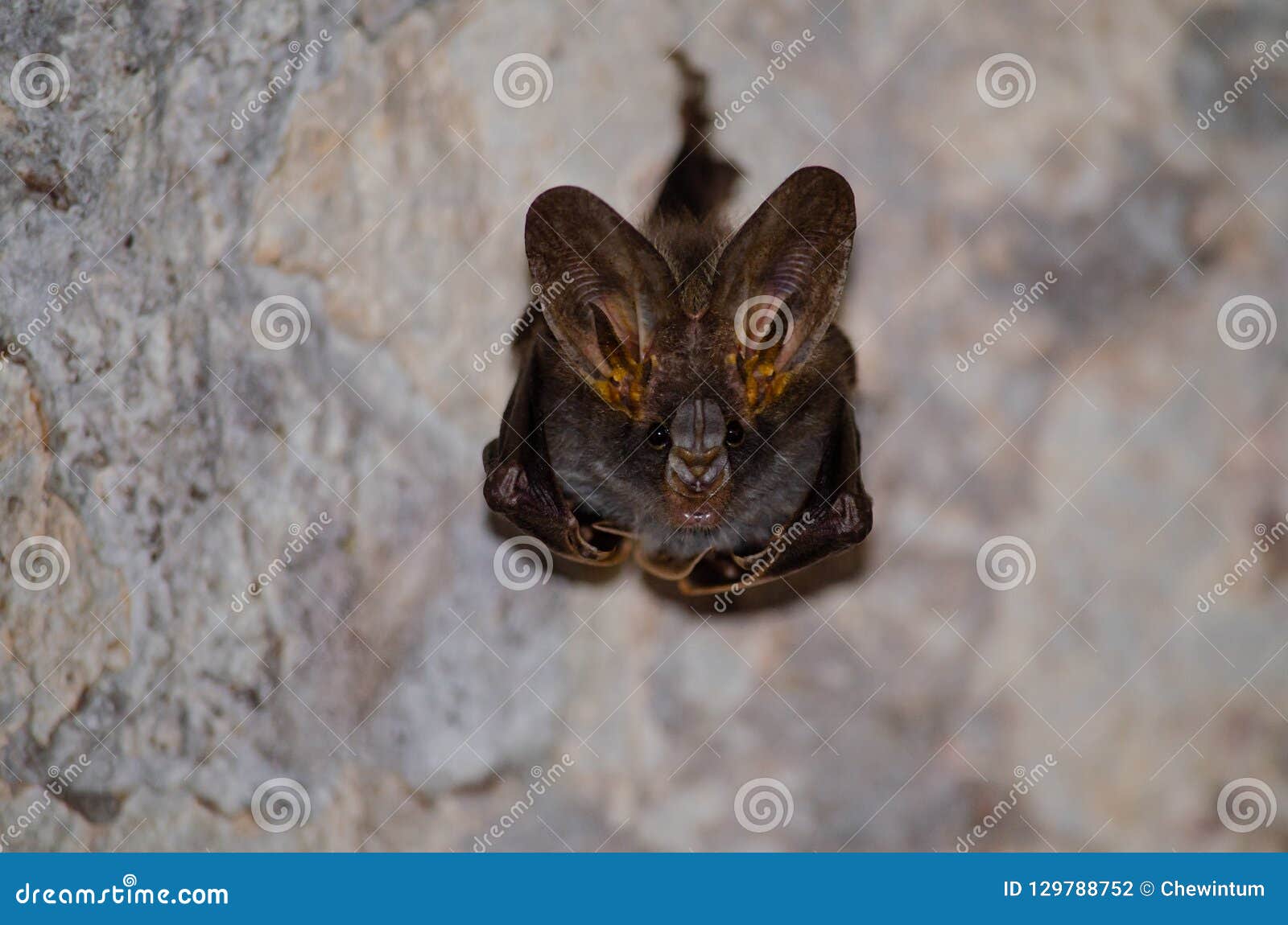 Bat is mammal and call stock photo. Image of batman - 129788752