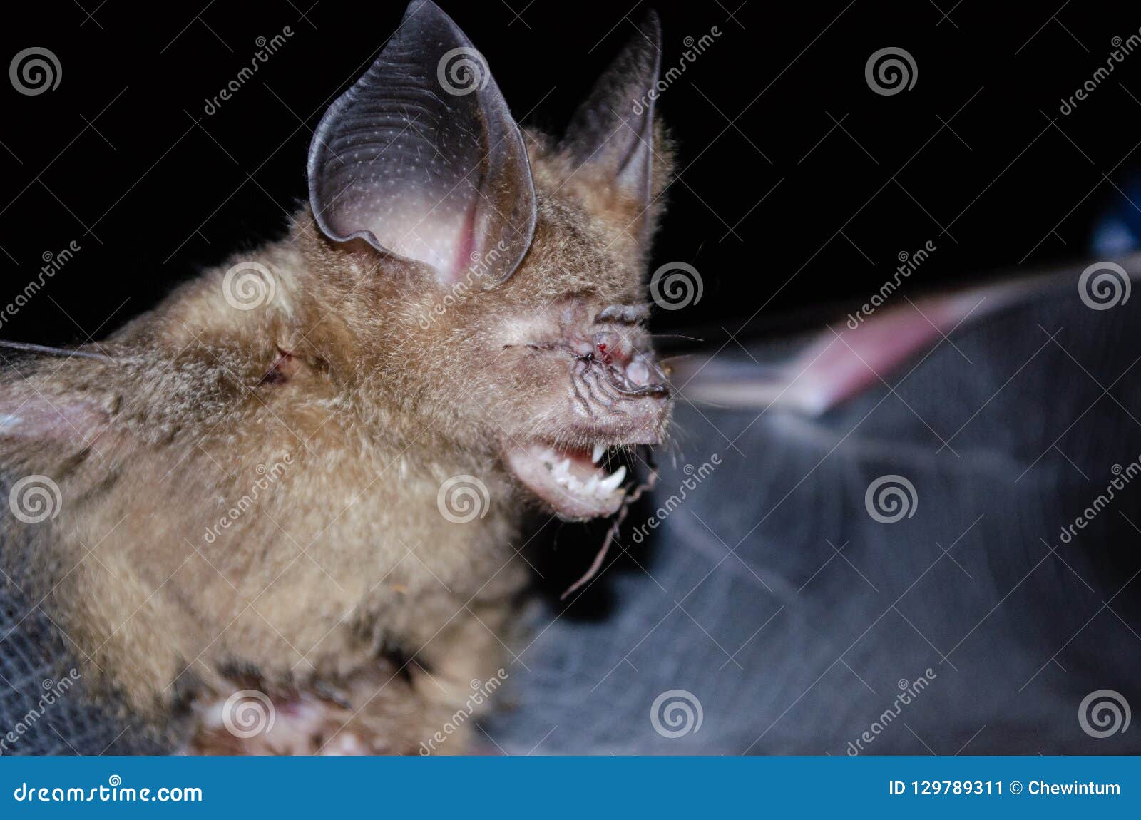 Bat is mammal and call stock image. Image of fruit, claws - 129789311