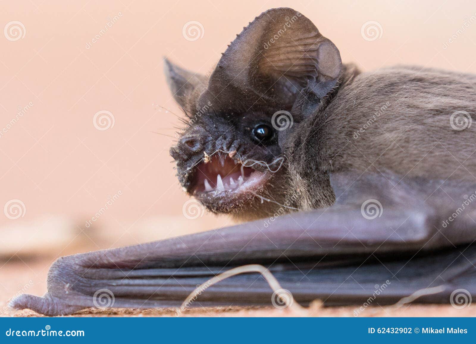 Bat stock photo. Image of small, fangs, horror, mouth - 62432902