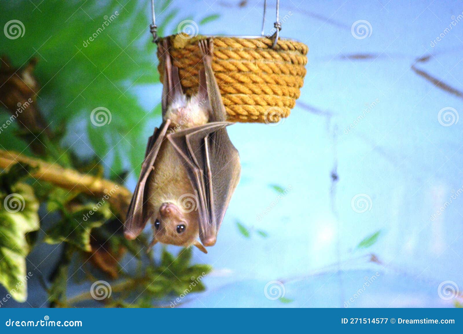 Bat in nature stock image. Image of caving, rock, ears - 271514577