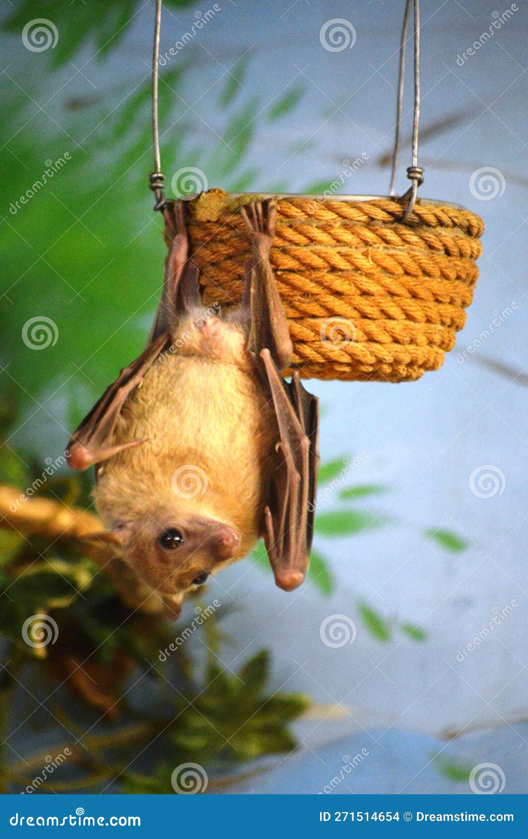 Bat in nature stock photo. Image of rock, wall, myotis - 271514654