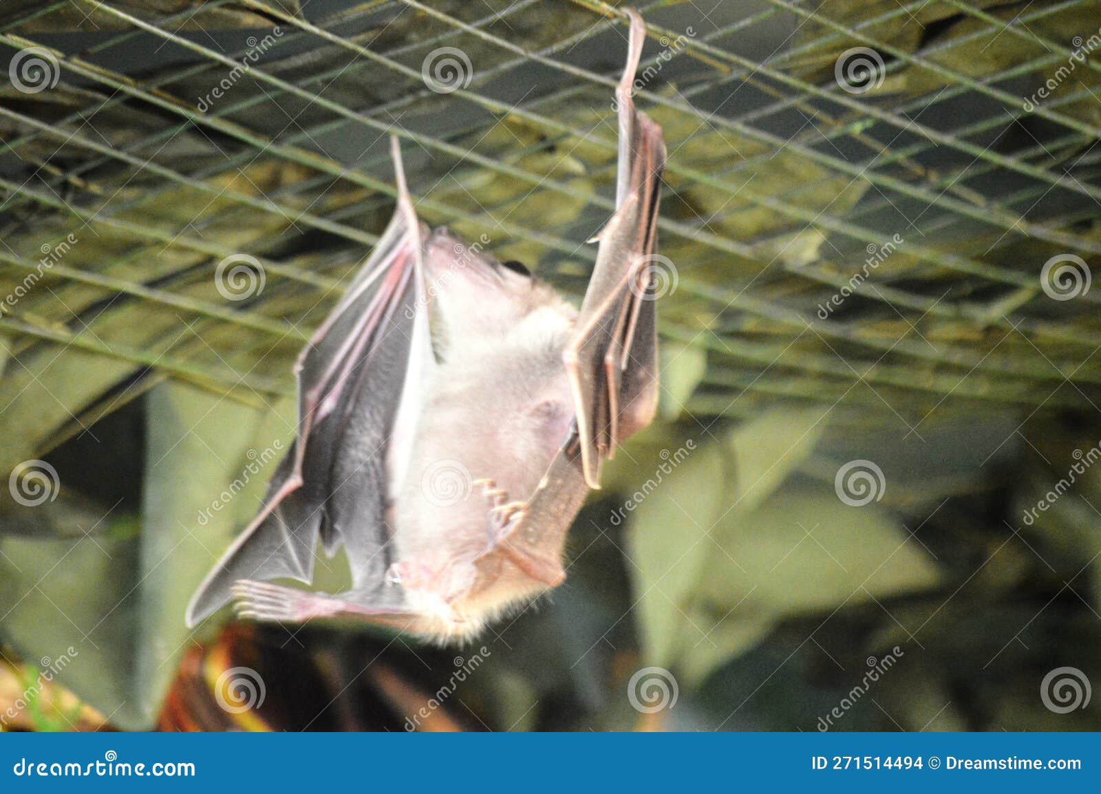 Bat in nature stock photo. Image of stone, wings, bird - 271514494