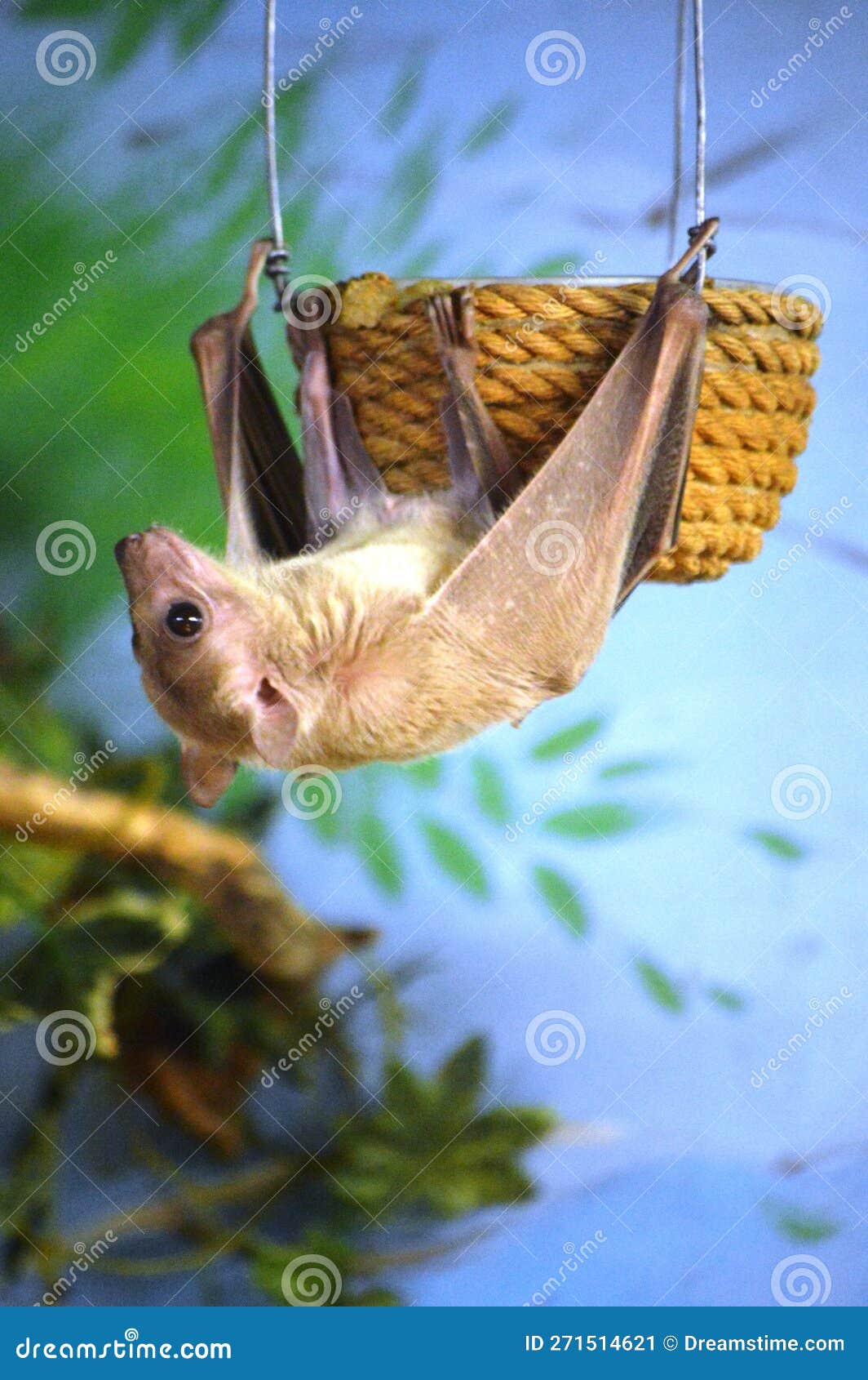 Bat in nature stock image. Image of rough, mouth, climb - 271514621